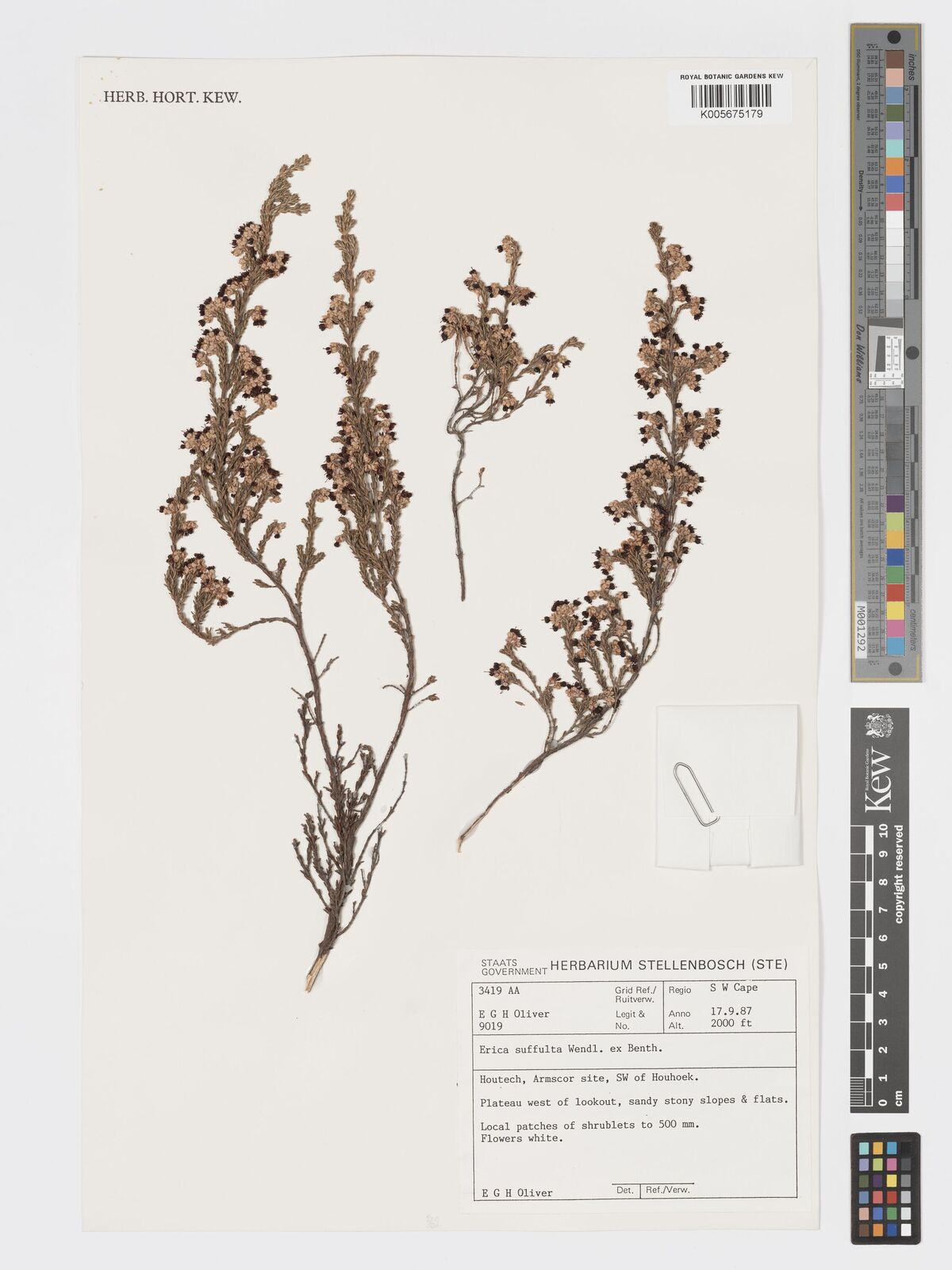 Erica suffulta J.C.Wendl. ex Benth. | Plants of the World Online | Kew ...