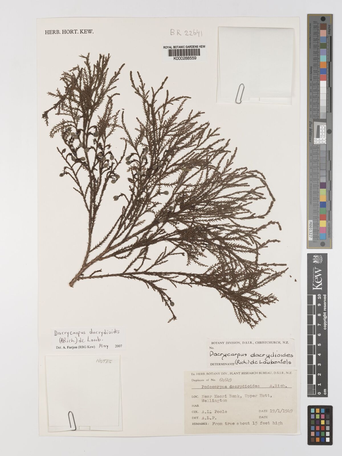 Dacrycarpus dacrydioides (A.Rich.) de Laub. | Plants of the World ...