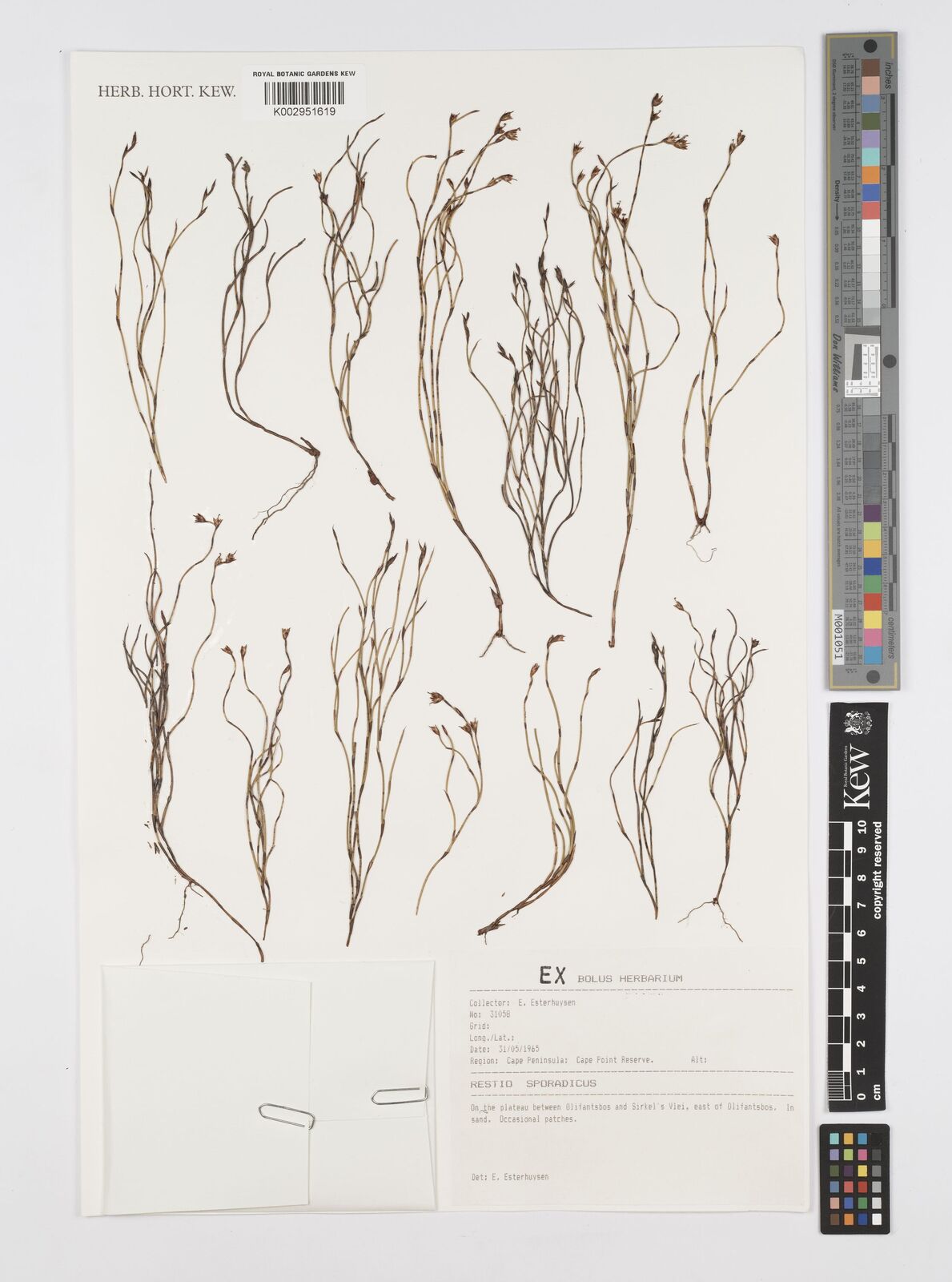 Restio sporadicus (Esterh.) H.P.Linder & C.R.Hardy | Plants of the ...