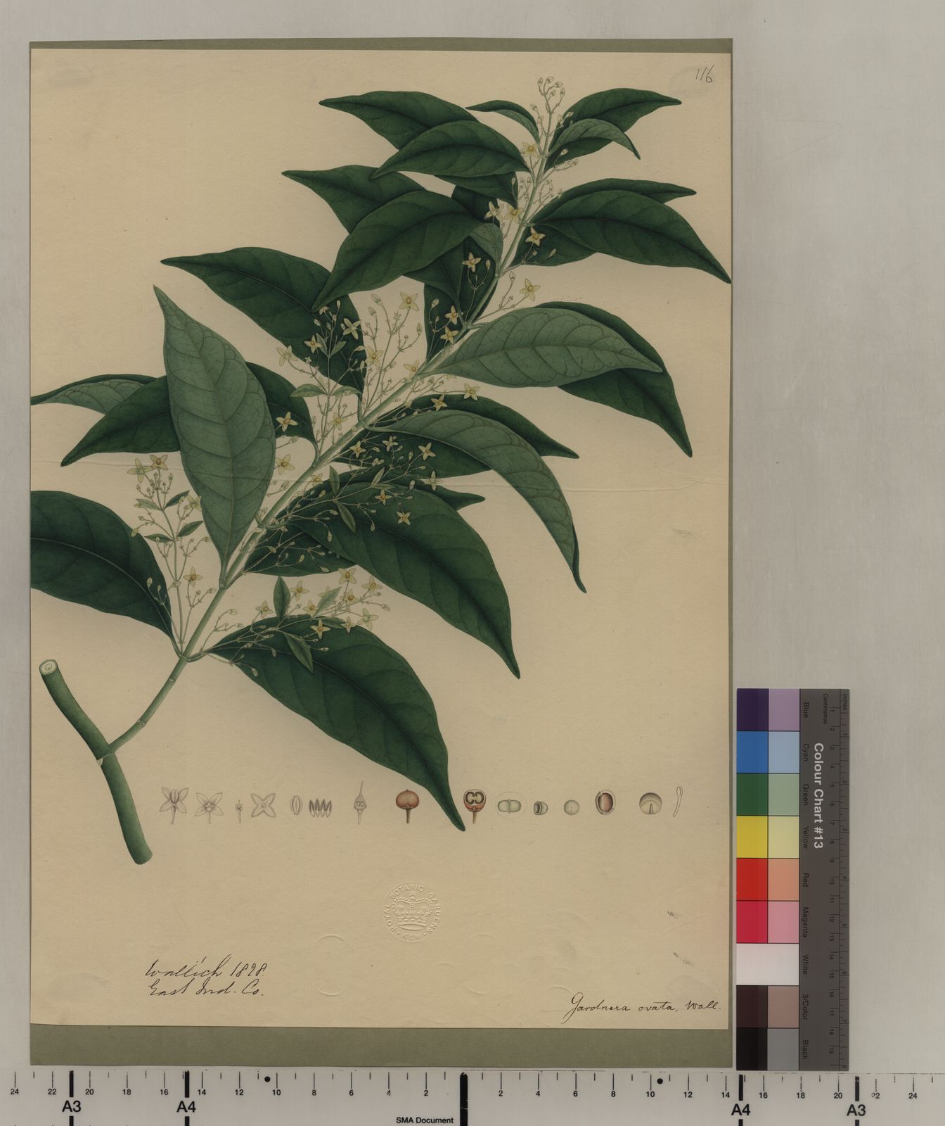 Gardneria Wall. | Plants of the World Online | Kew Science