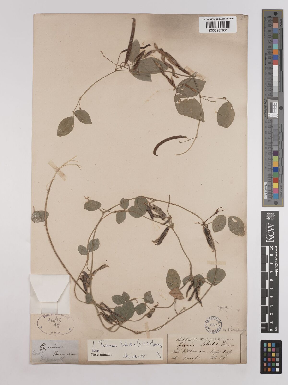 Teramnus labialis subsp. labialis | Plants of the World Online | Kew ...