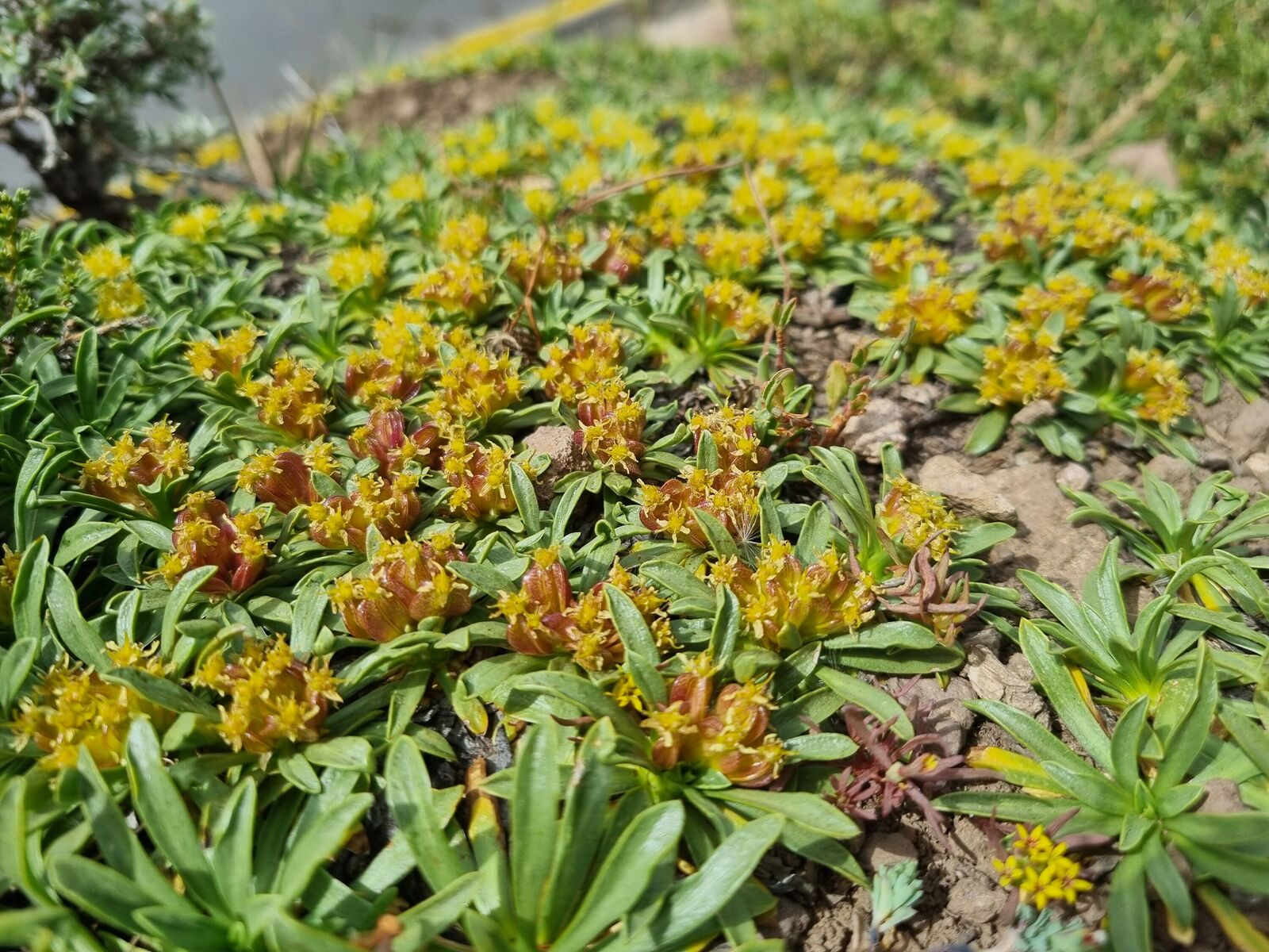 Azorella monantha Clos | Plants of the World Online | Kew Science