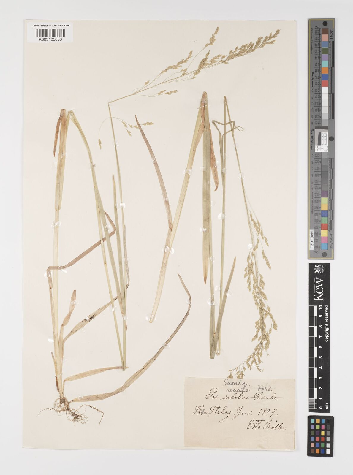 Poa remota Forselles | Plants of the World Online | Kew Science