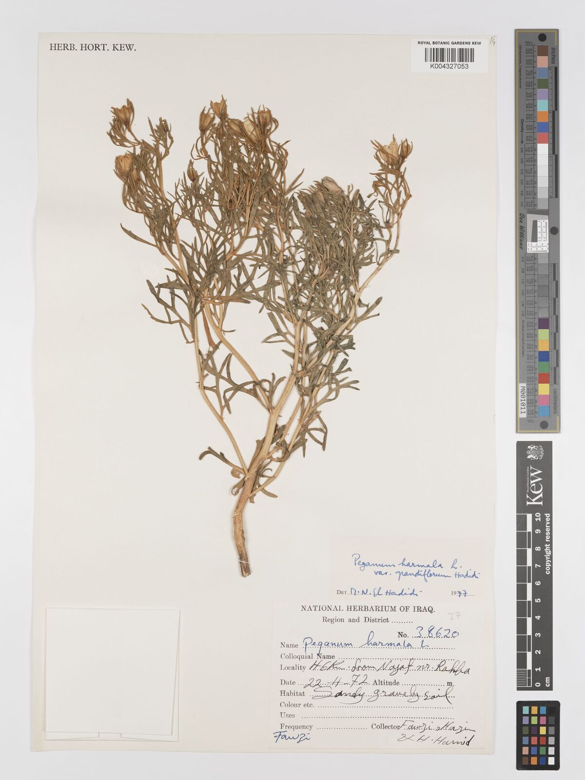 Peganum harmala var. grandifiorum Hadidi | Plants of the World Online ...