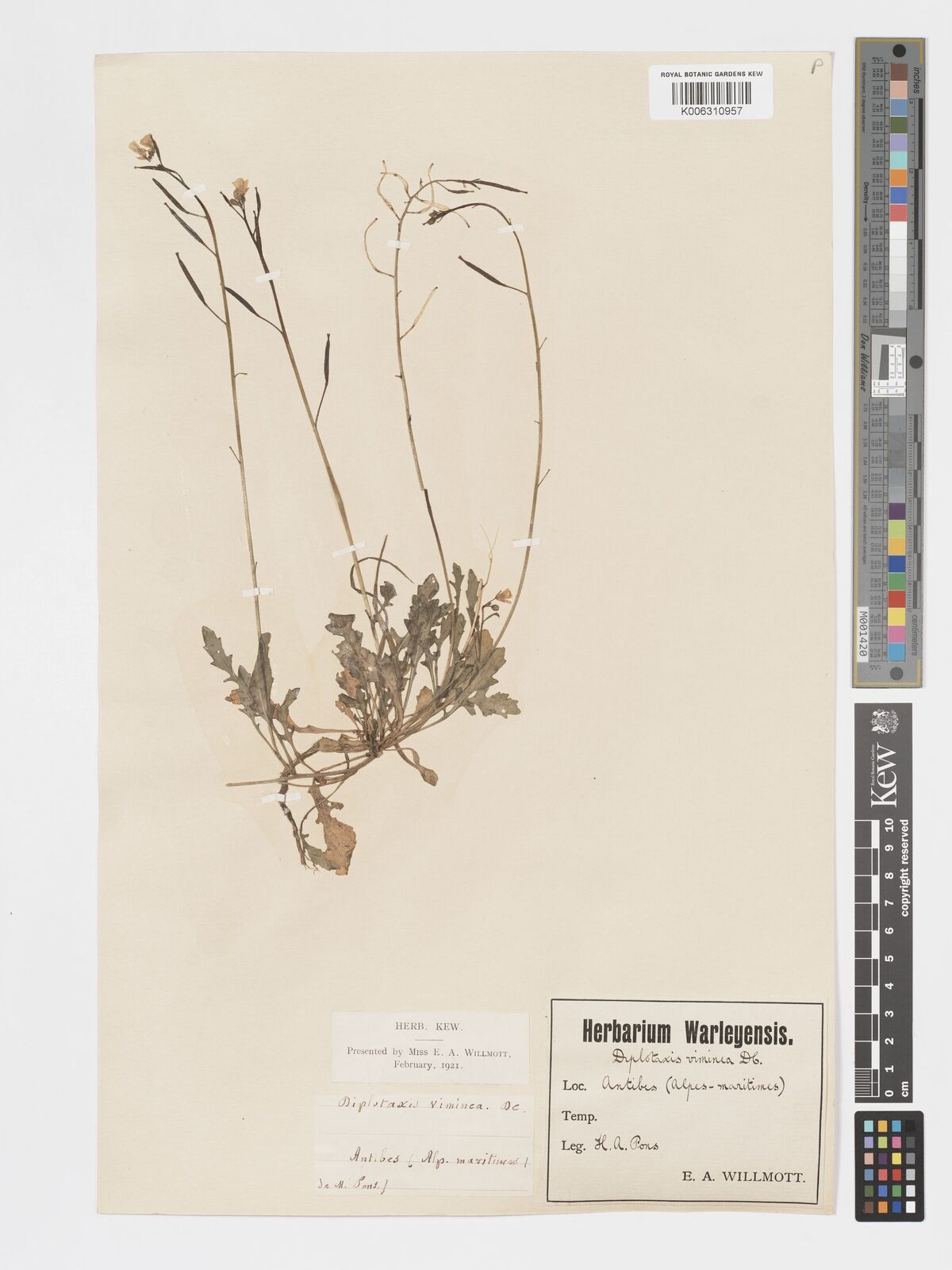 Diplotaxis viminea (L.) DC. | Plants of the World Online | Kew Science