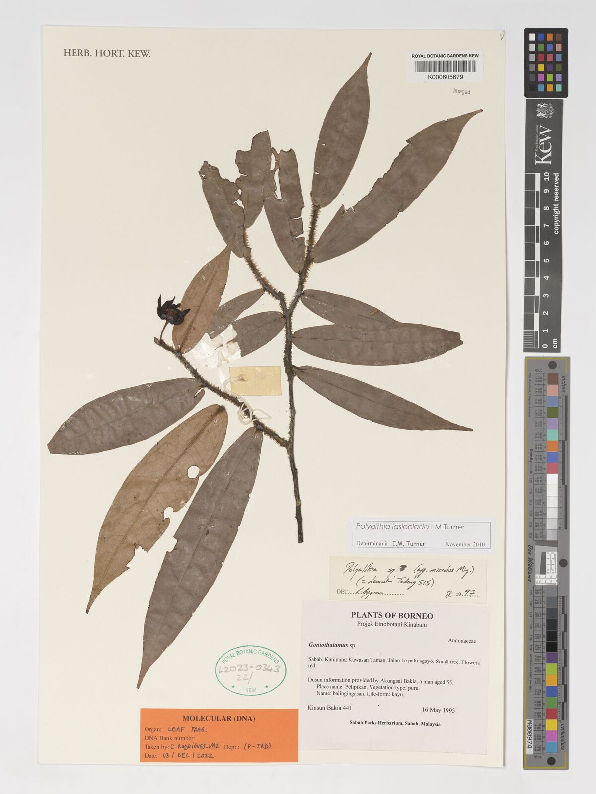 Polyalthia lasioclada I.M.Turner | Plants of the World Online | Kew Science