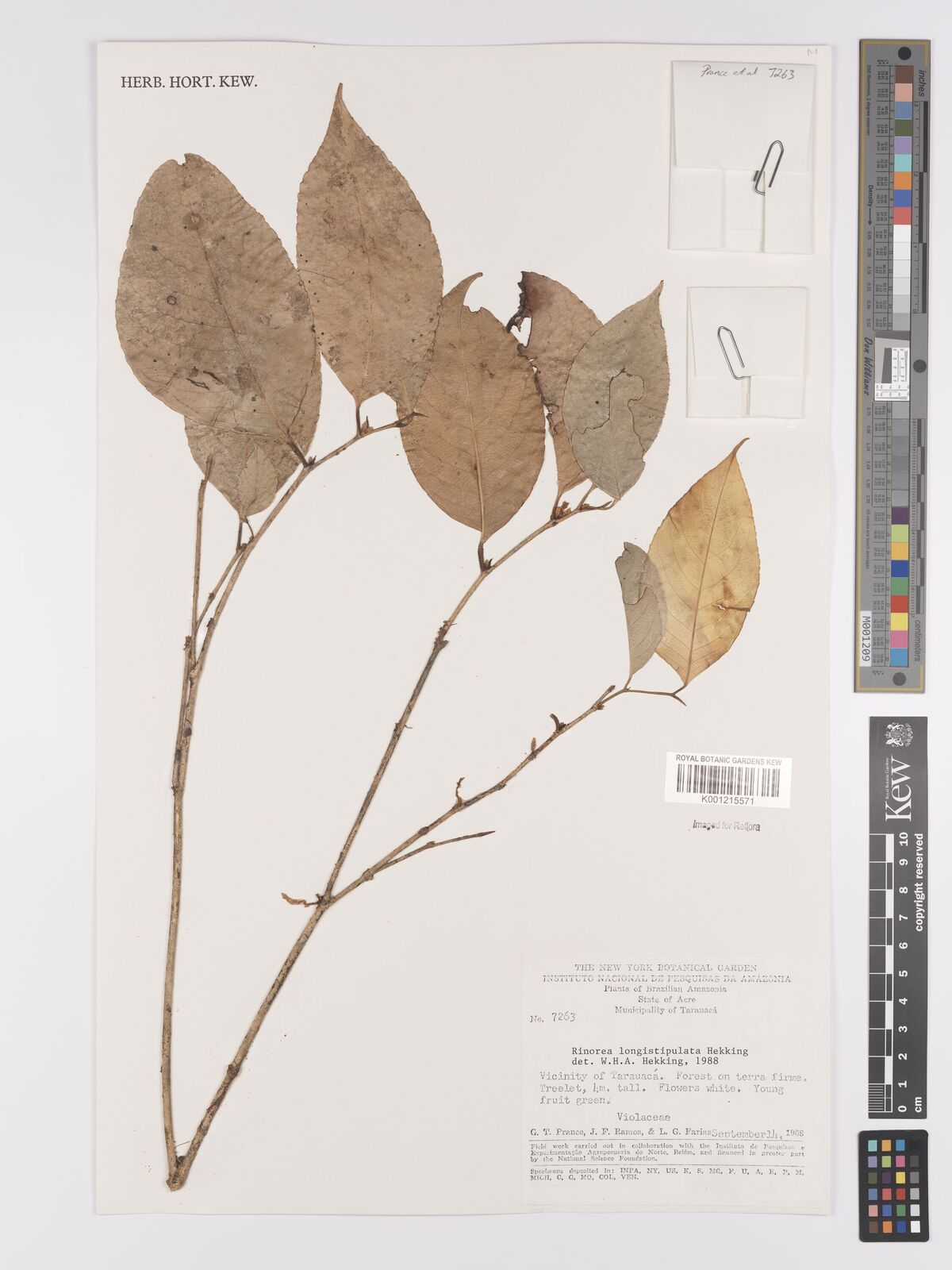 Rinorea longistipulata Hekking | Plants of the World Online | Kew Science