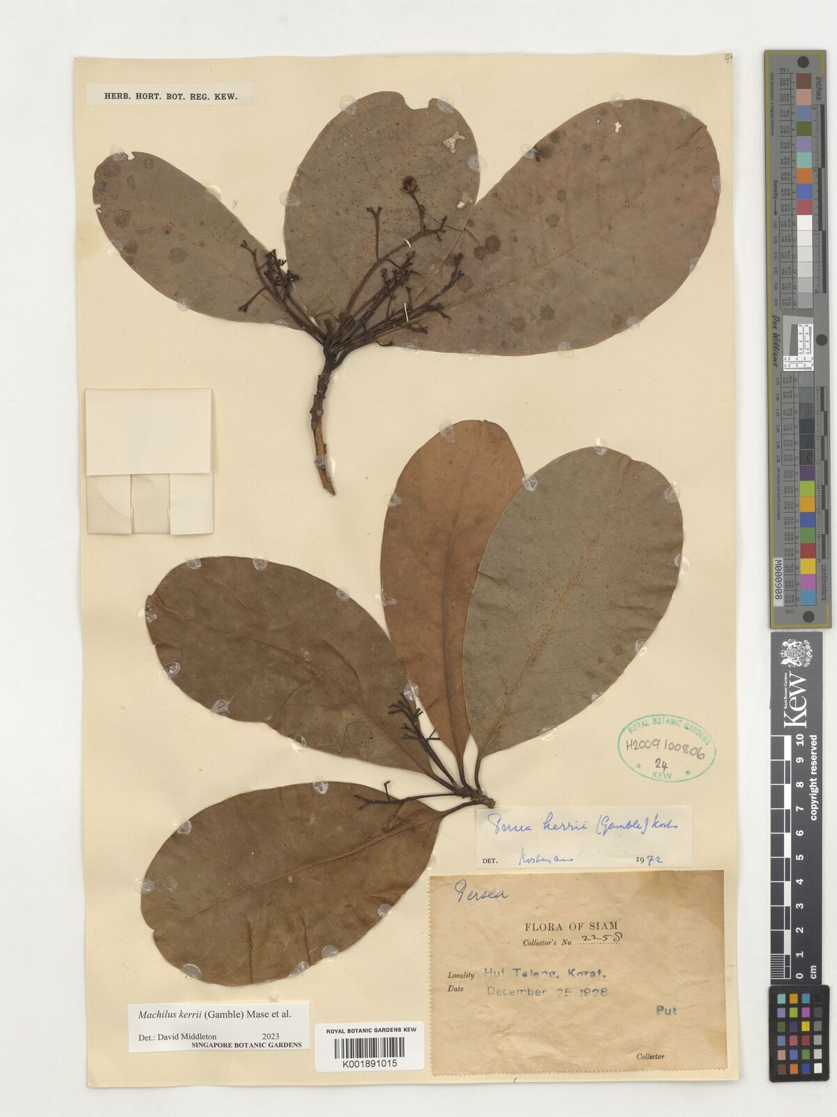 Machilus kerrii (Gamble) Mase, Tagane & Yahara | Plants of the World ...