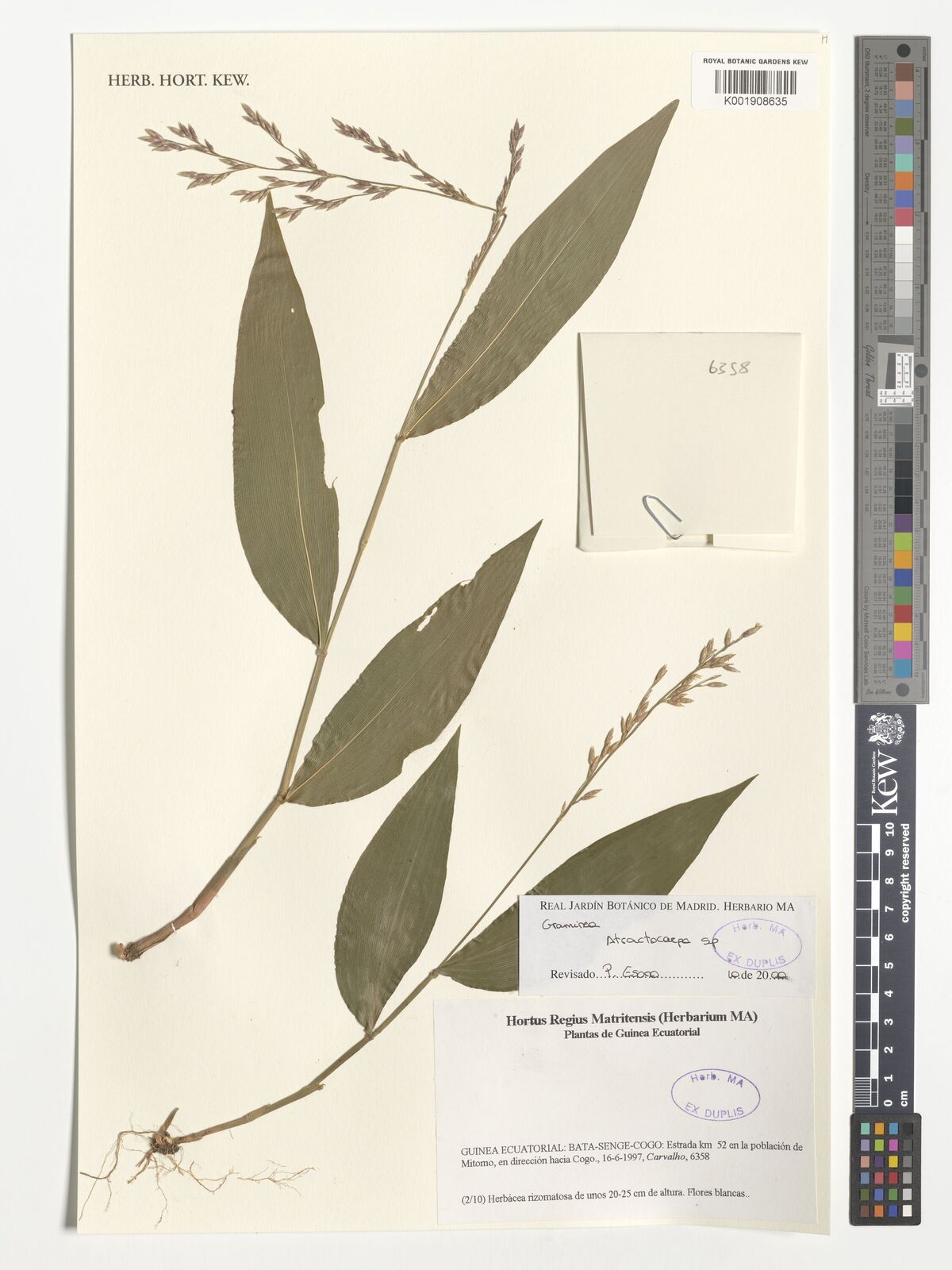 Puelia olyriformis (Franch.) Clayton | Plants of the World Online | Kew ...
