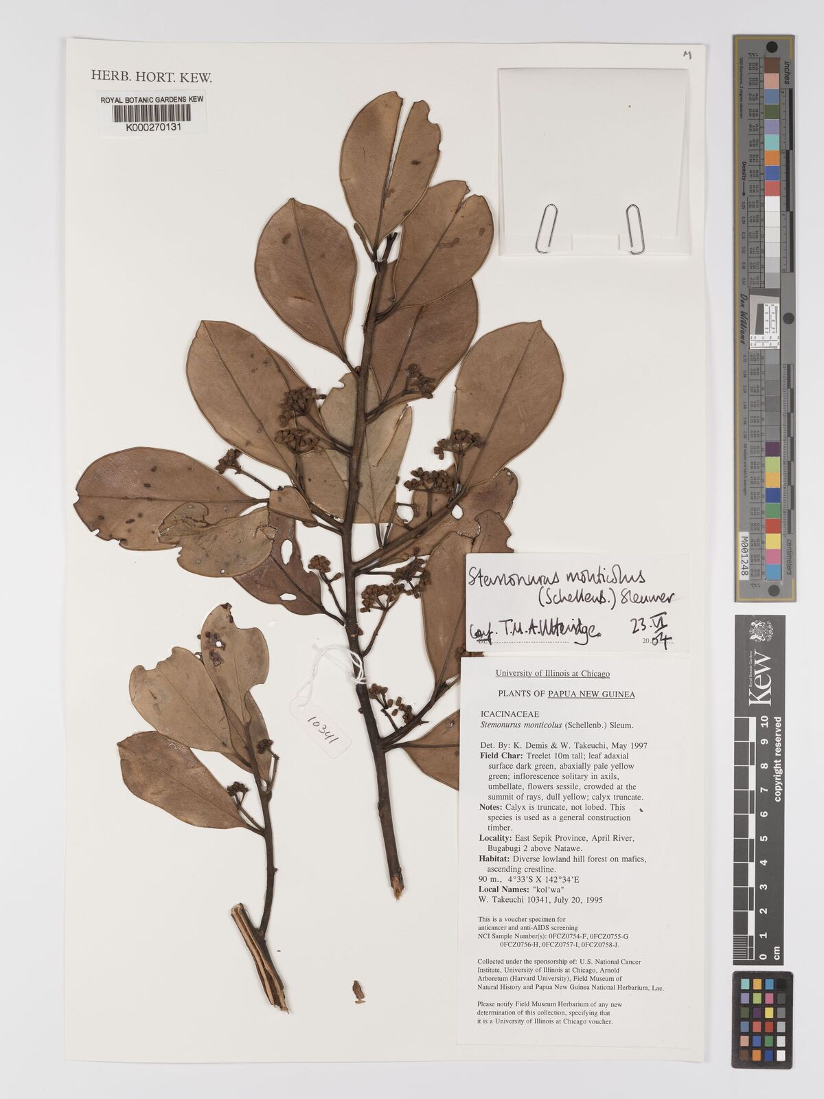 Stemonurus monticola (G.Schellenb.) Sleumer | Plants of the World ...