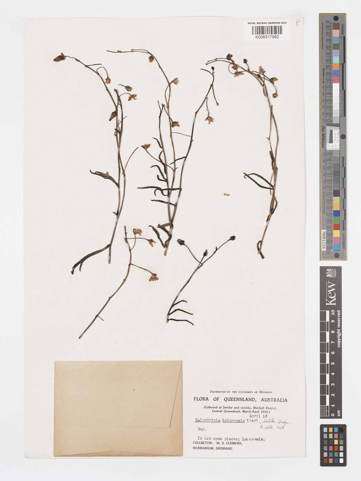 Parakeelya balonensis (Lindl.) Hershk. | Plants of the World Online ...