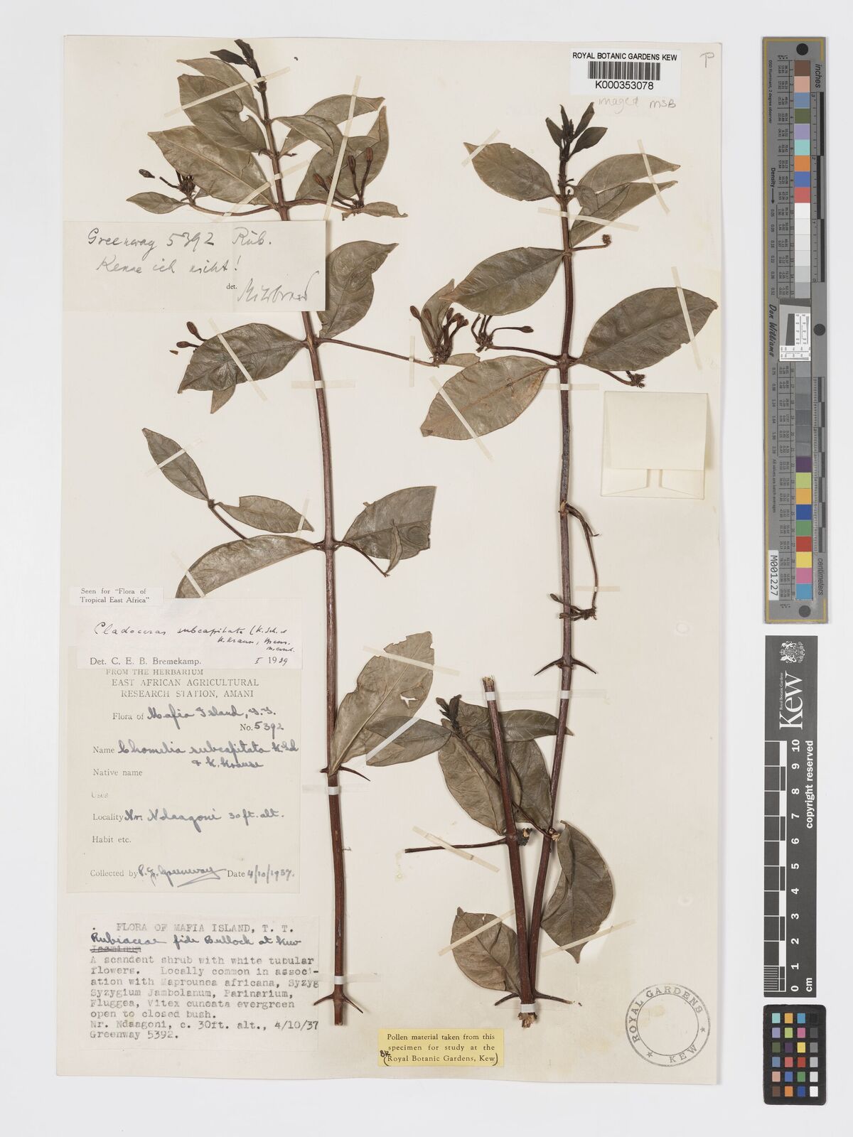 Cladoceras subcapitatum (K.Schum. & K.Krause) Bremek. | Plants of the ...