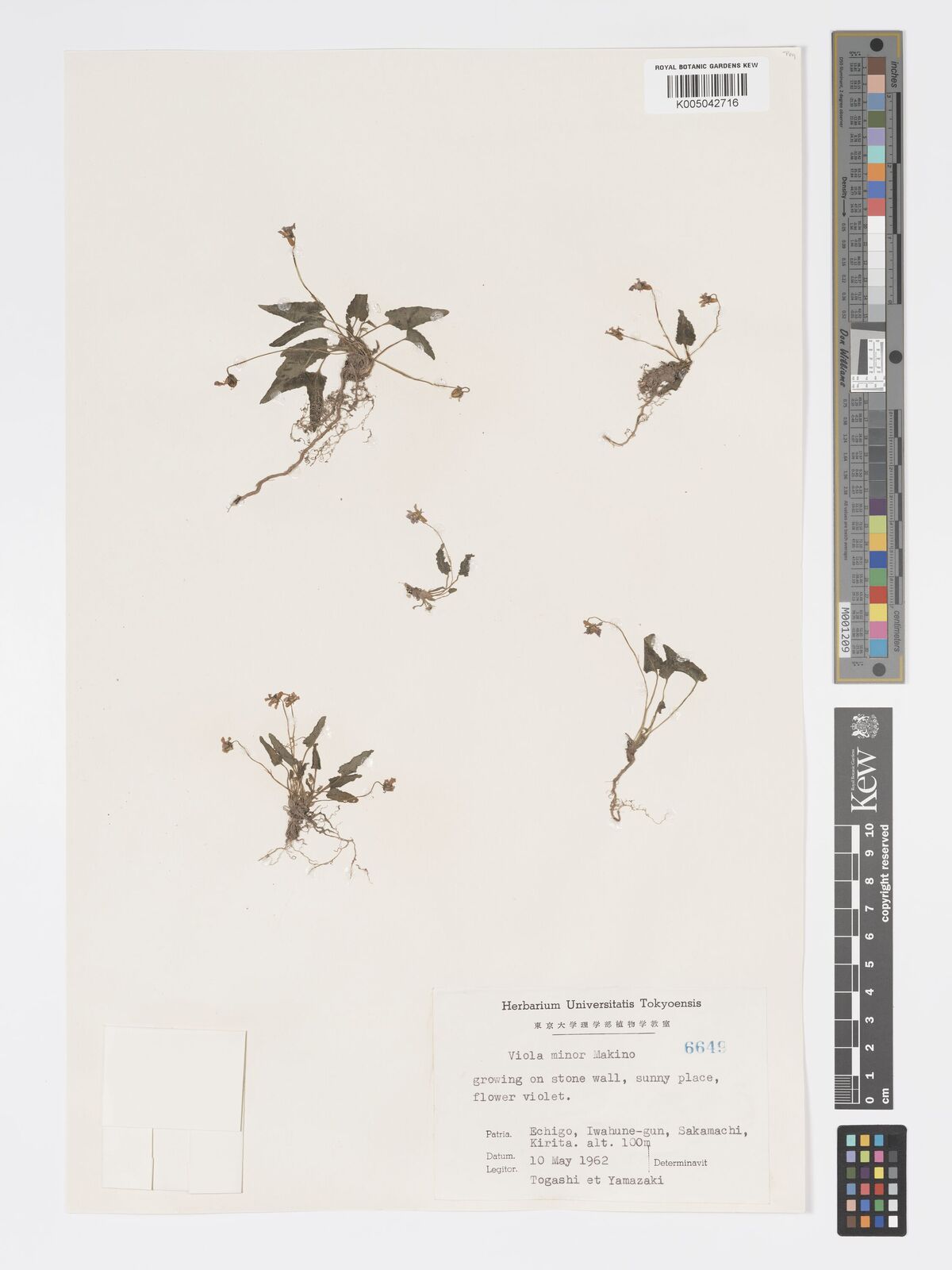 Viola inconspicua Blume | Plants of the World Online | Kew Science