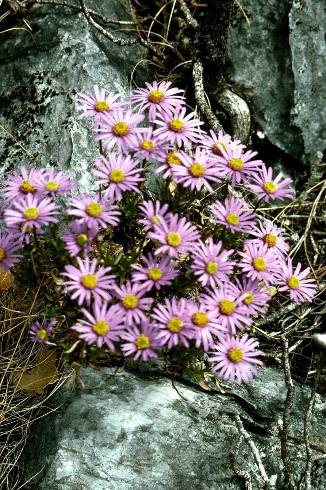Aster batangensis var. batangensis | Plants of the World Online | Kew ...