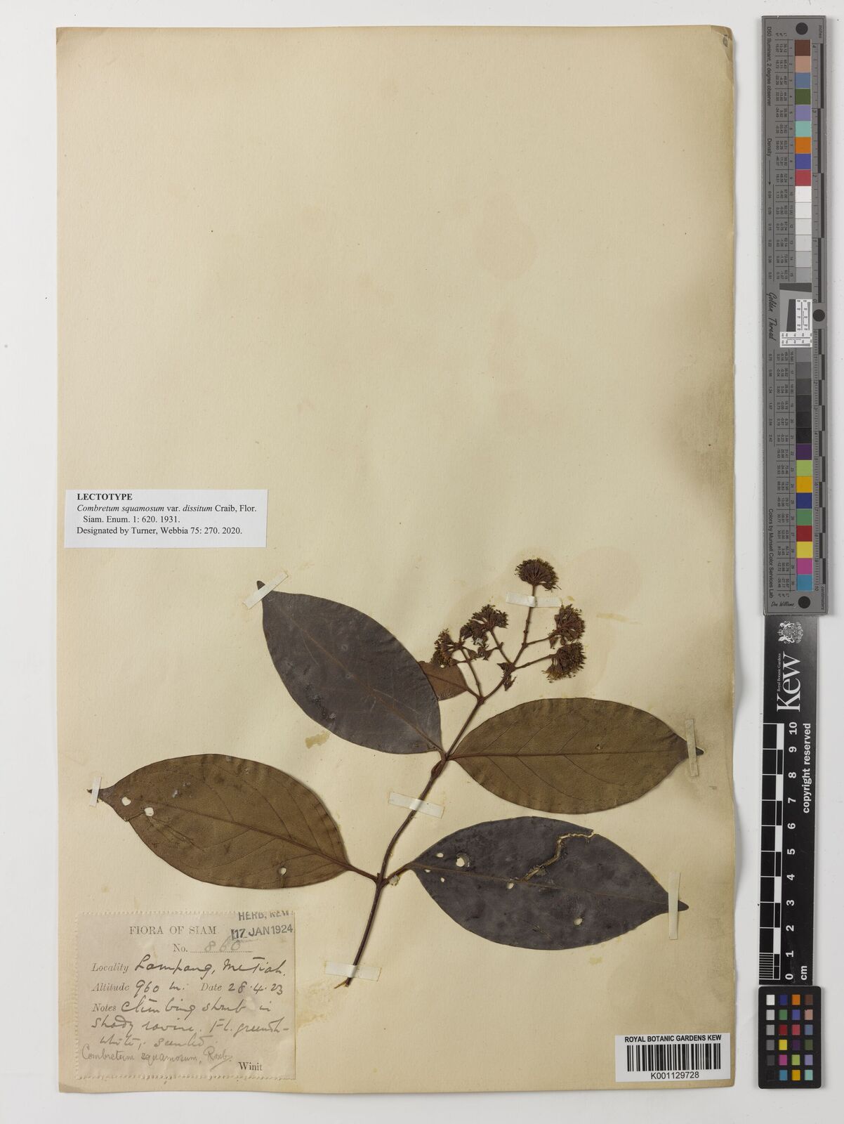 Combretum punctatum var. squamosum (Roxb. ex G.Don) M.Gangop. & Chakrab ...