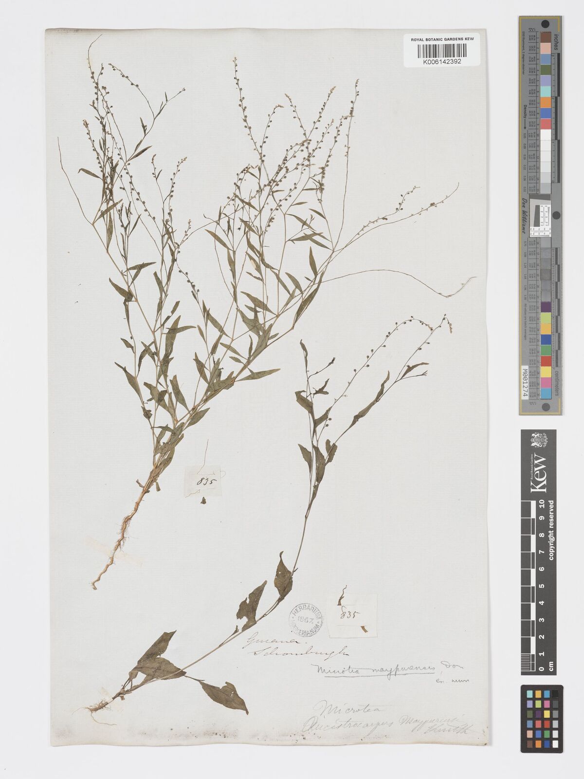 Microtea maypurensis (Kunth) G.Don | Plants of the World Online | Kew ...