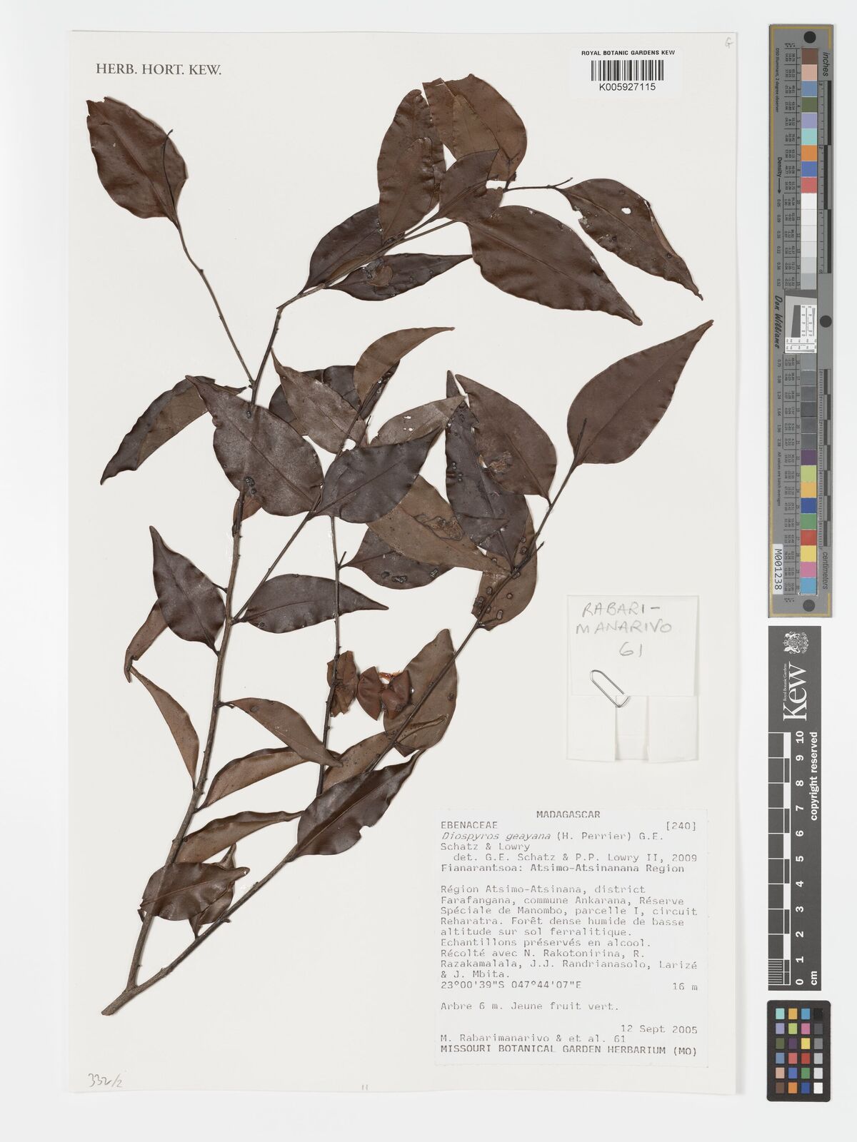 Diospyros geayana (H.Perrier) G.E.Schatz & Lowry | Plants of the World ...
