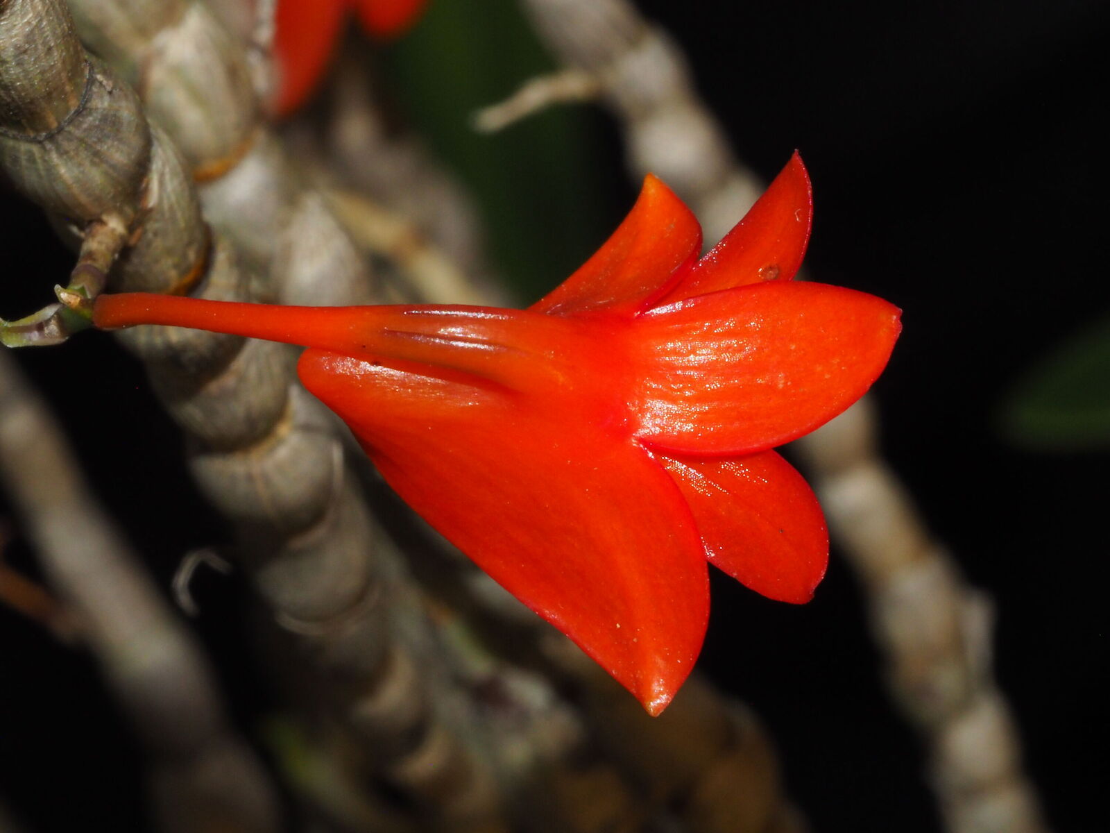 Dendrobium jacobsonii J.J.Sm. | Plants of the World Online | Kew Science
