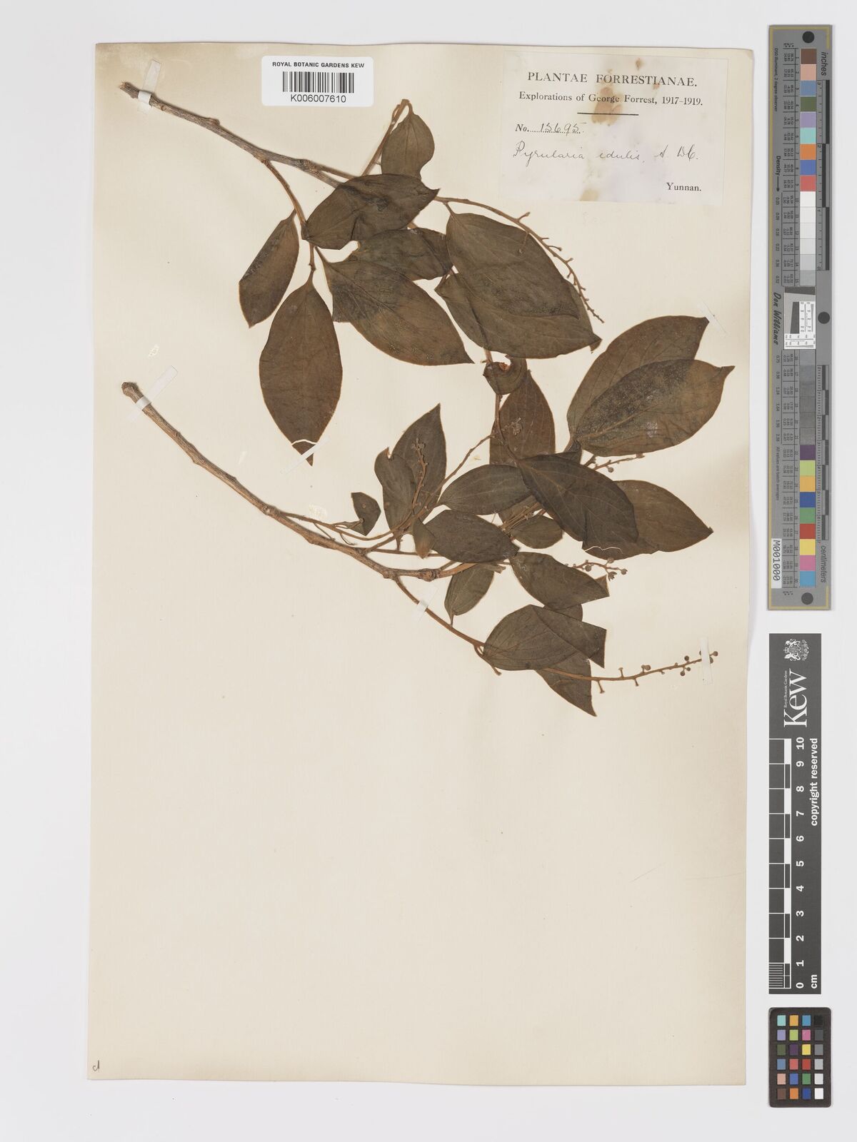 Pyrularia Michx. | Plants of the World Online | Kew Science