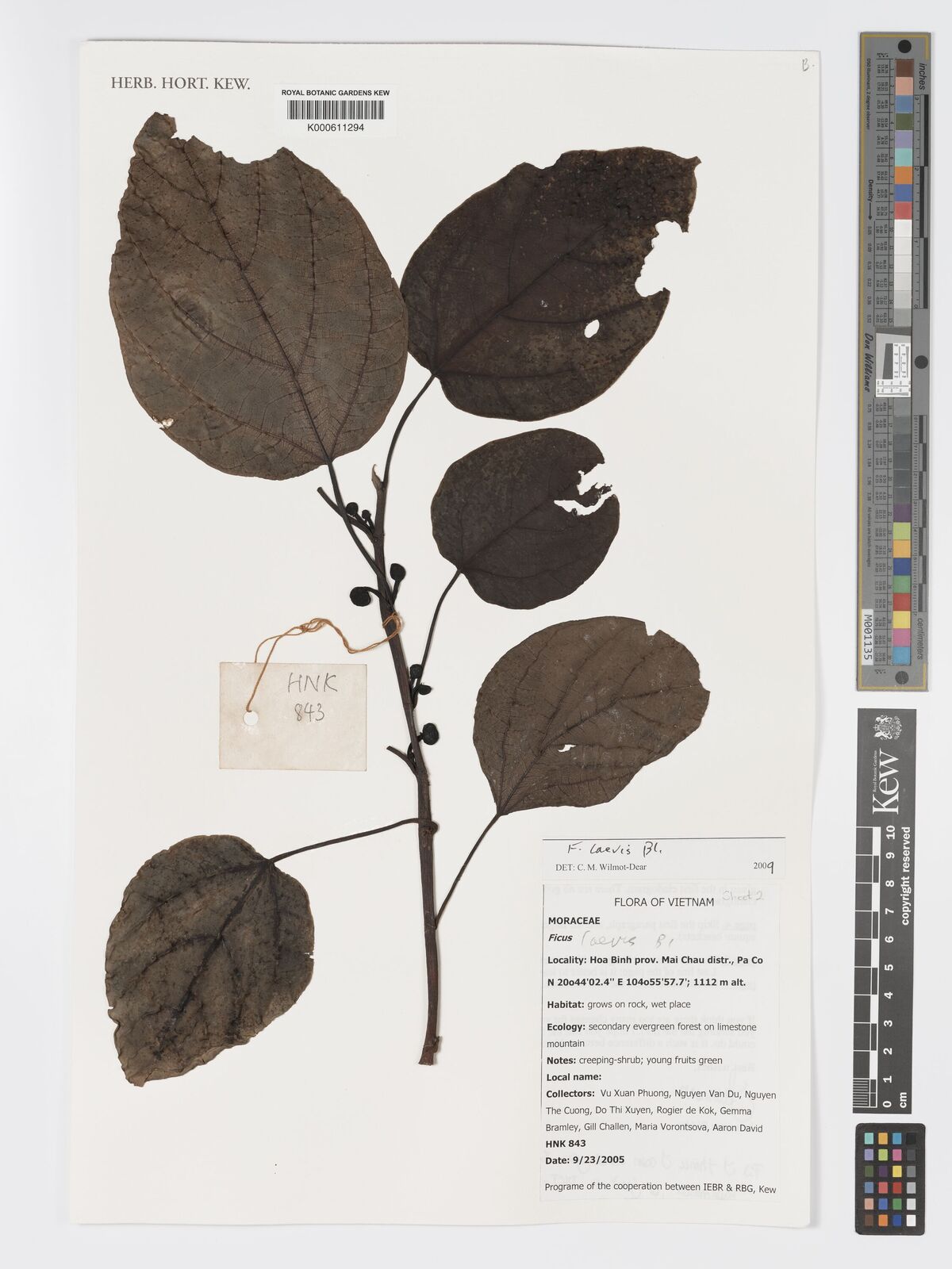 Ficus laevis Blume | Plants of the World Online | Kew Science