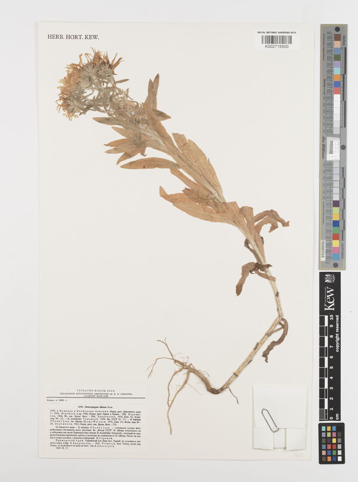 Aster hispidus var. hispidus | Plants of the World Online | Kew Science