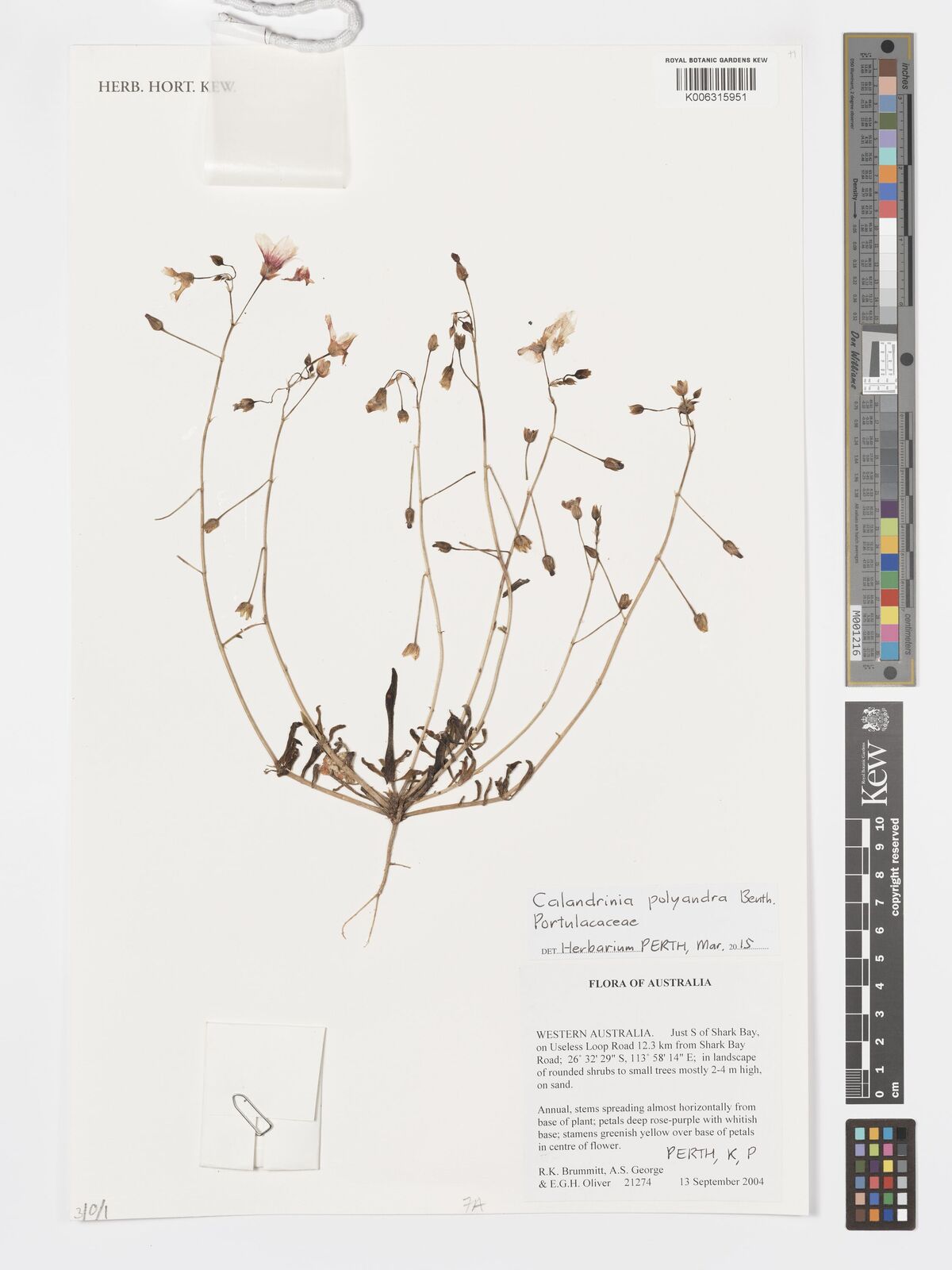 Parakeelya polyandra (Benth.) Hershk. | Plants of the World Online ...