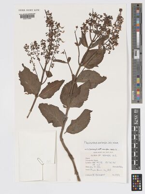 Coleus arabicus Benth. | Plants of the World Online | Kew Science