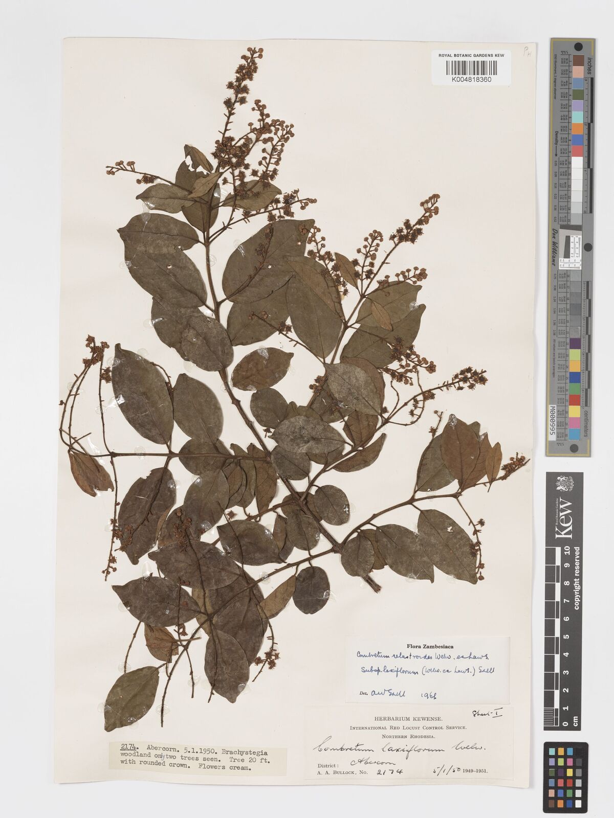 Combretum celastroides subsp. laxiflorum (Welw. ex M.A.Lawson) Exell ...
