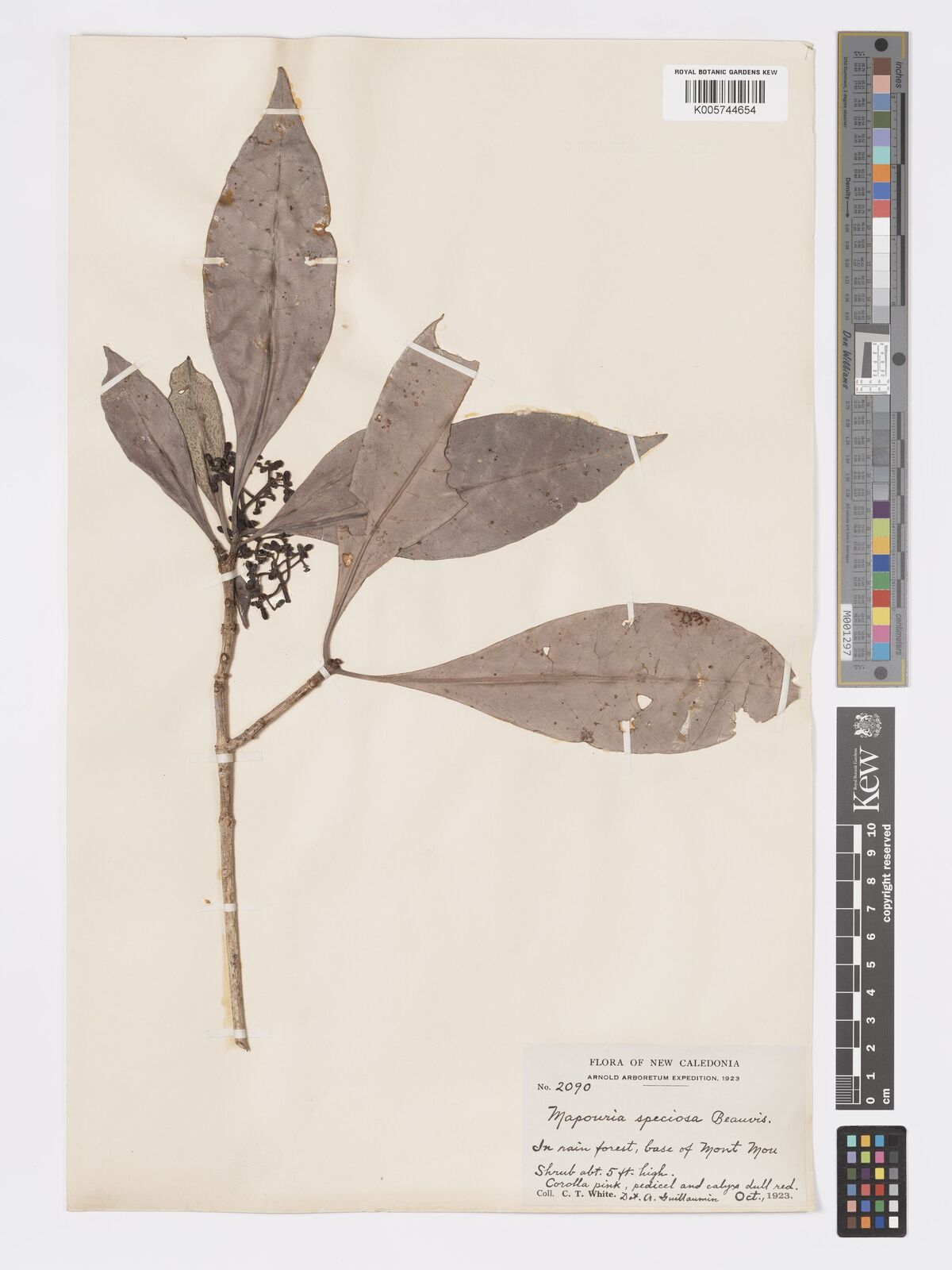 Psychotria semperflorens (Beauvis.) Pancher ex Prain | Plants of the ...