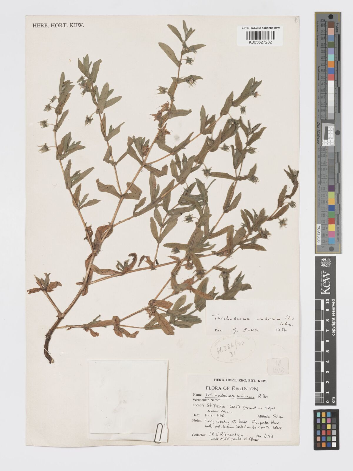 Trichodesma indicum (L.) Sm. | Plants of the World Online | Kew Science