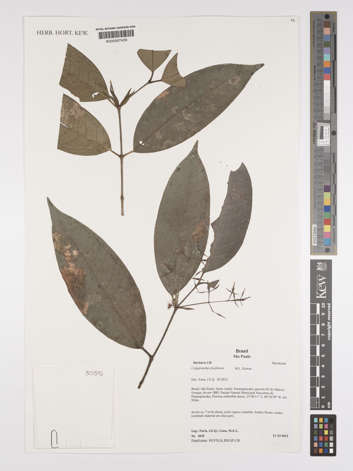 Myrcia fusiformis (M.L.Kawas.) A.R.Lourenço & E.Lucas | Plants of the ...