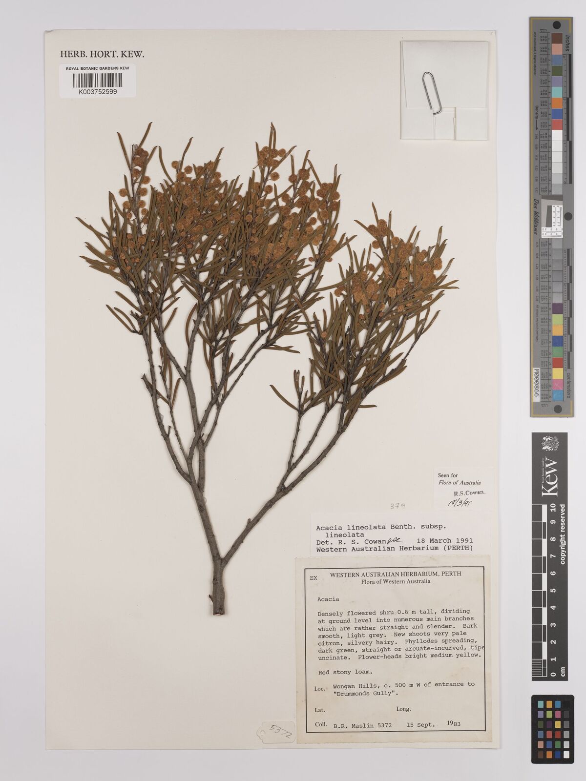 Acacia lineolata subsp. lineolata | Plants of the World Online | Kew ...