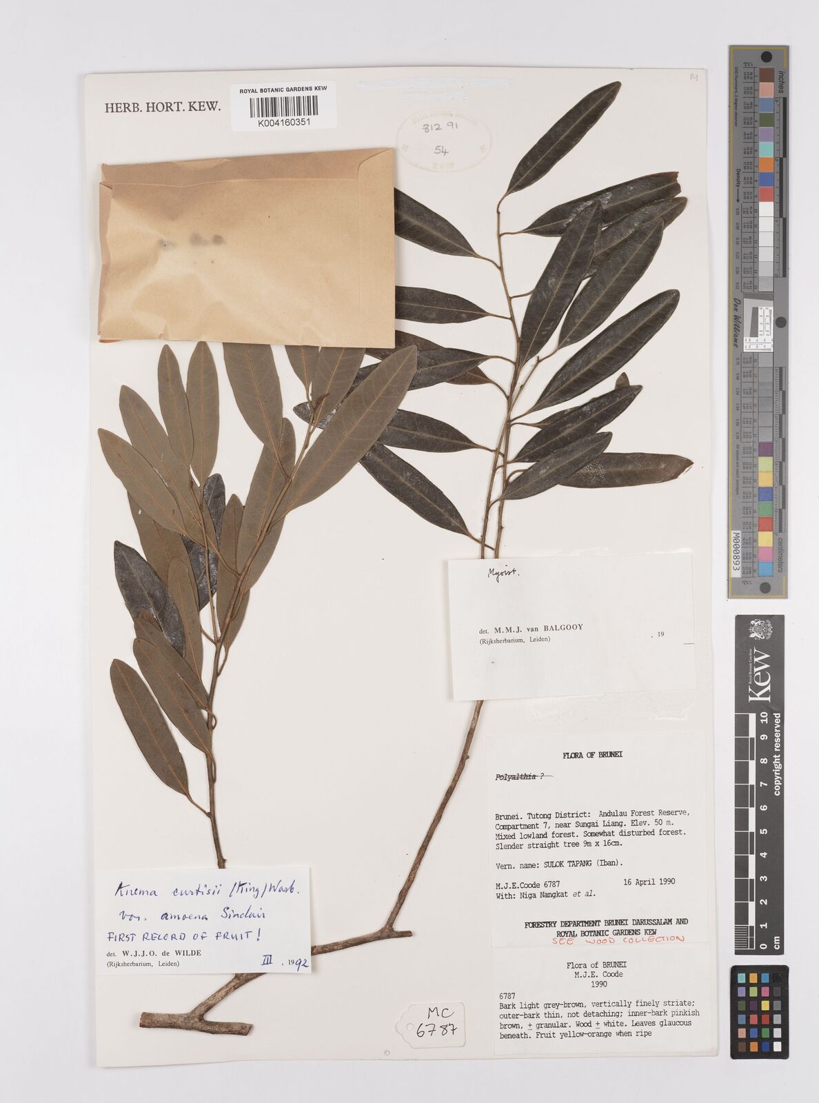 Knema curtisii var. arenosa J.Sinclair | Plants of the World Online ...