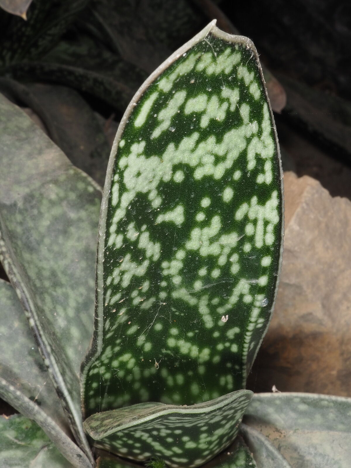Gasteria nitida var. nitida | Plants of the World Online | Kew Science