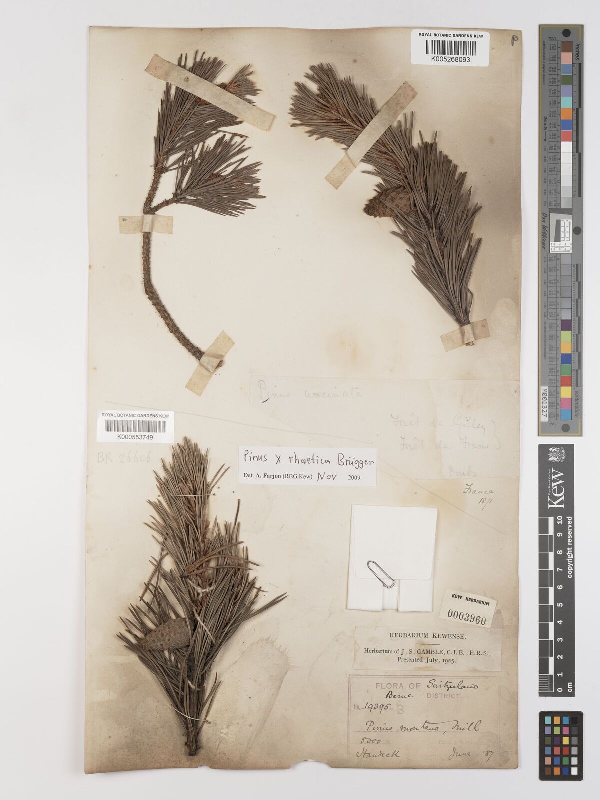 Pinus × rhaetica Brügger | Plants of the World Online | Kew Science