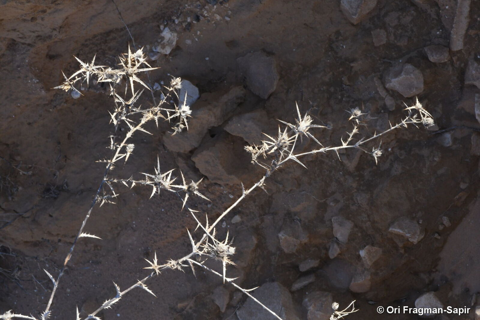 Carthamus nitidus Boiss. | Plants of the World Online | Kew Science