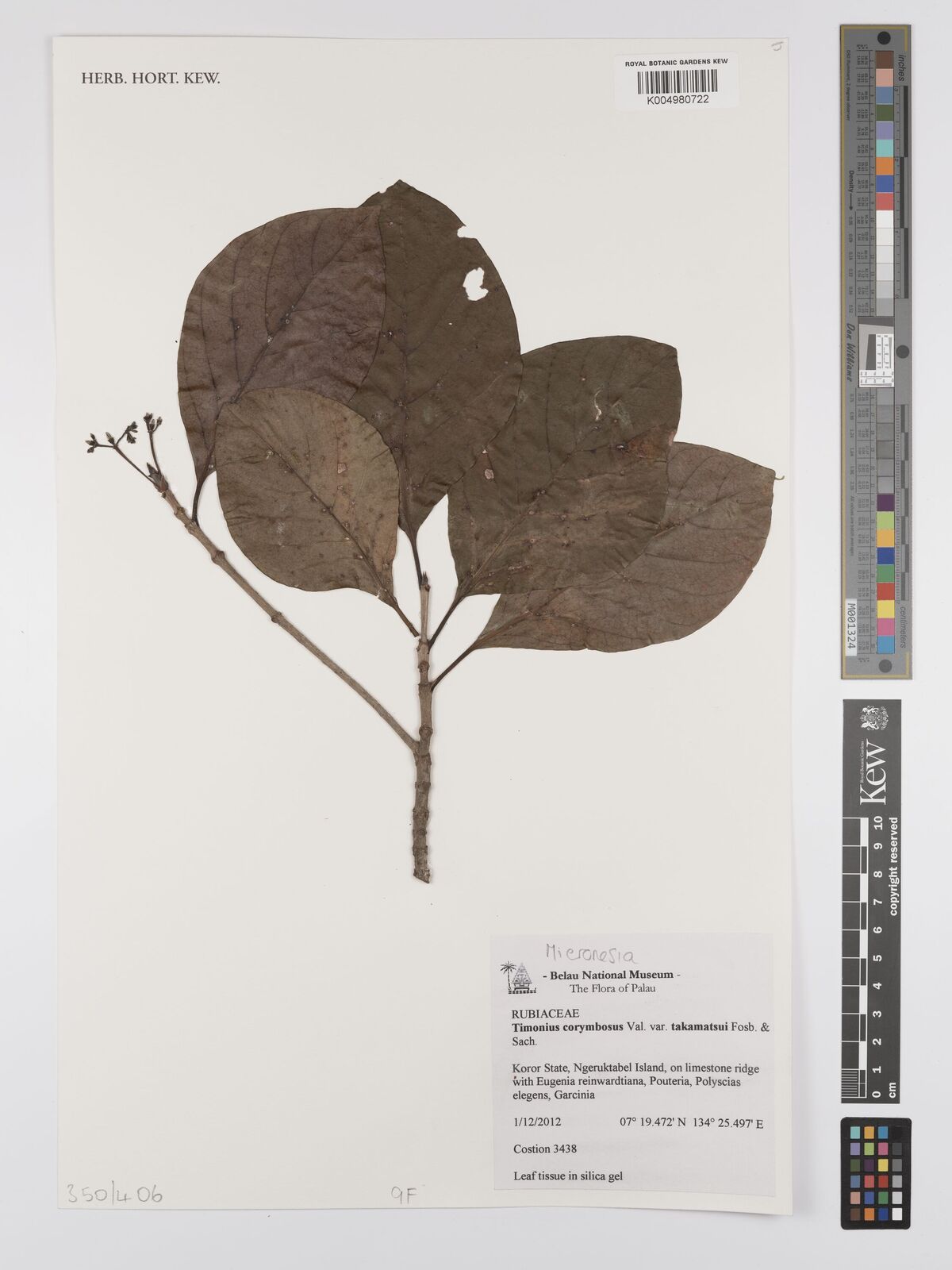 Timonius corymbosus Valeton | Plants of the World Online | Kew Science