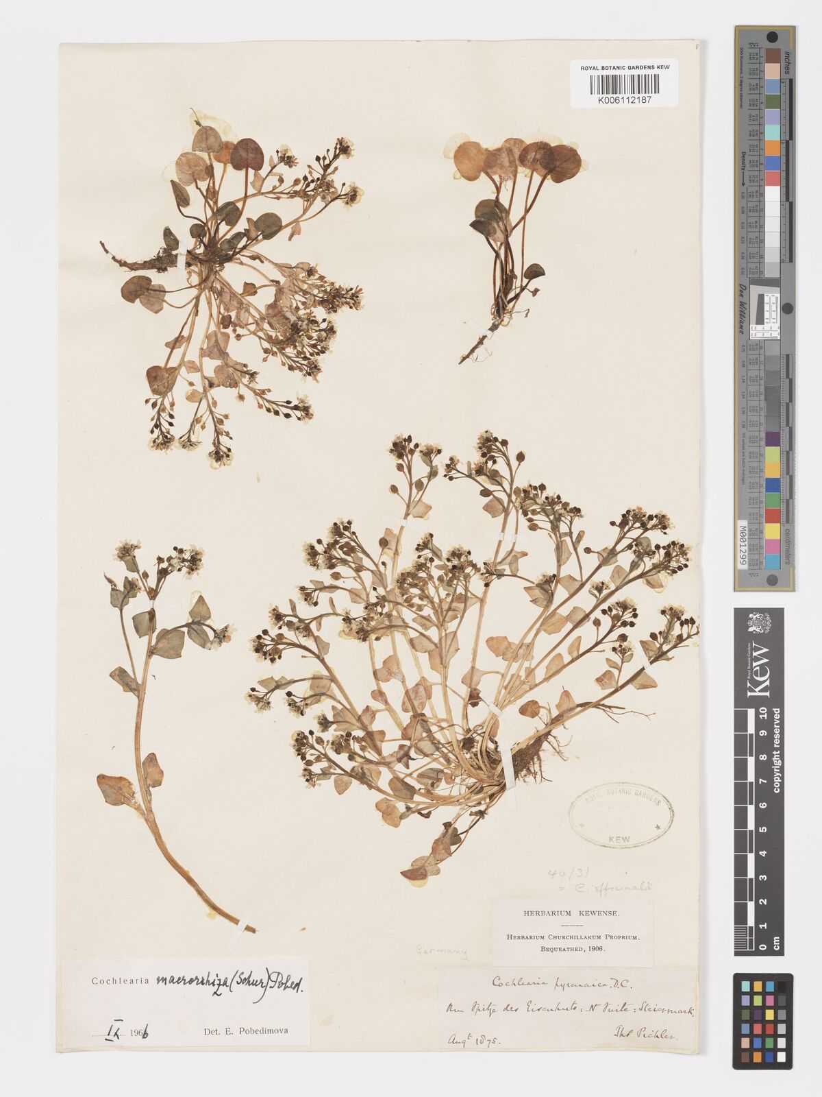 Cochlearia pyrenaica subsp. pyrenaica | Plants of the World Online ...