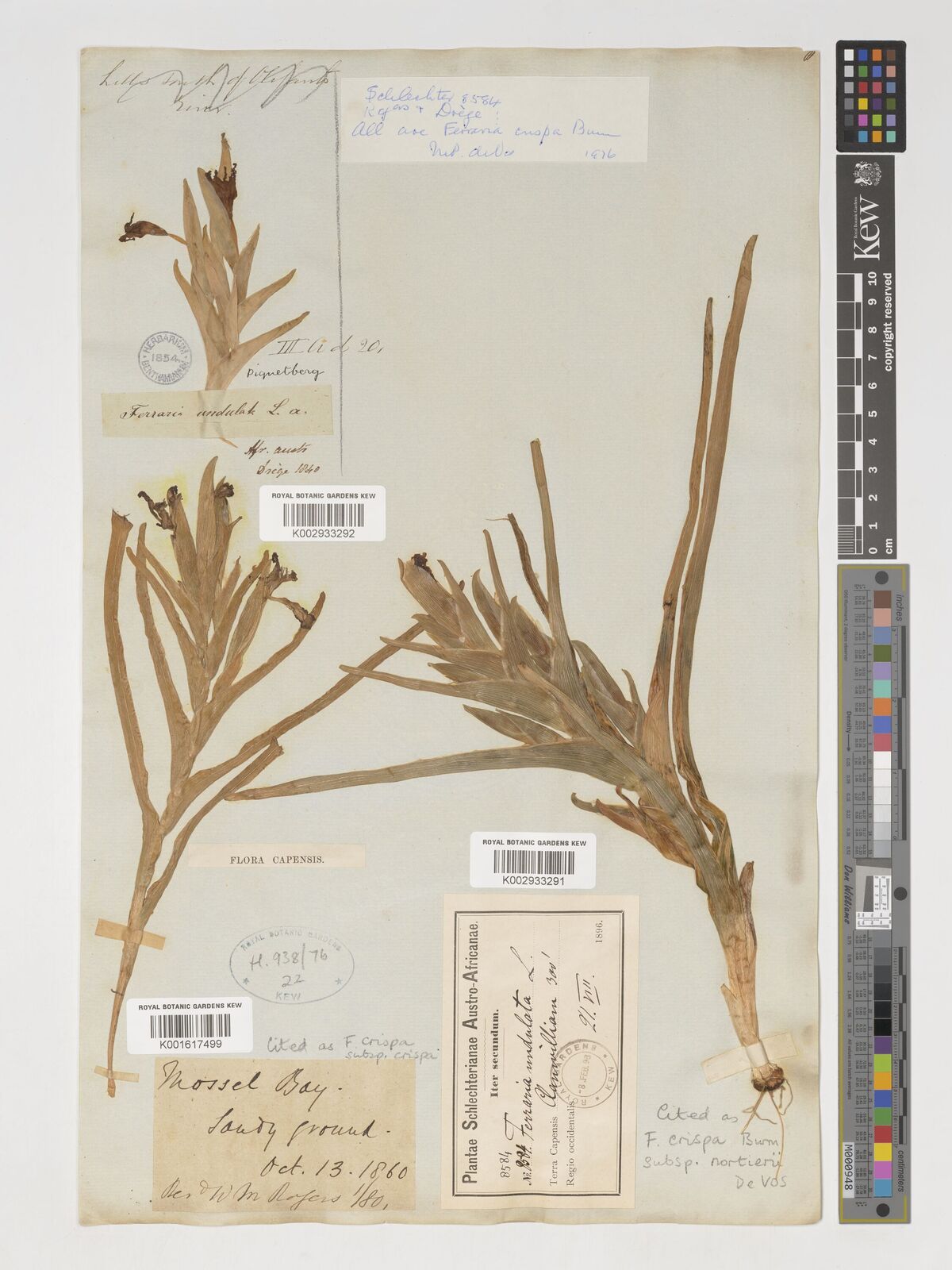 Ferraria crispa Burm. | Plants of the World Online | Kew Science