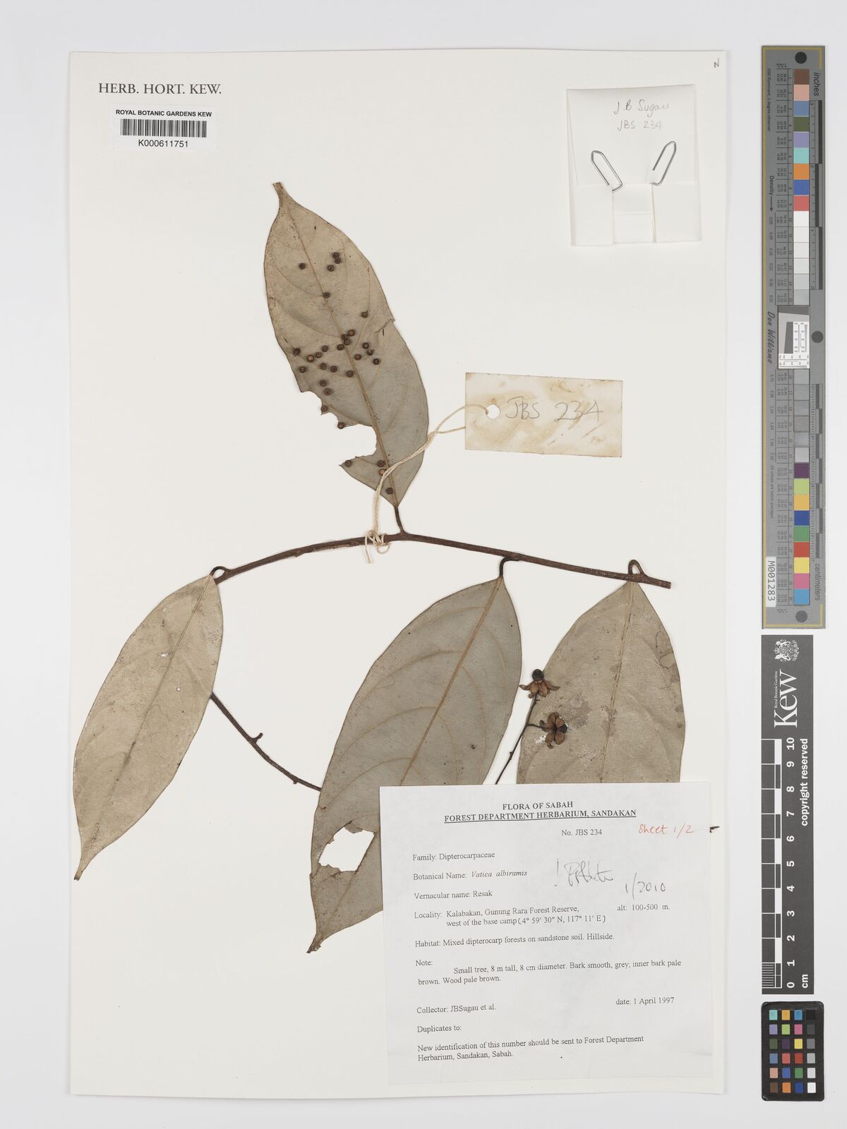 Vatica albiramis Slooten | Plants of the World Online | Kew Science