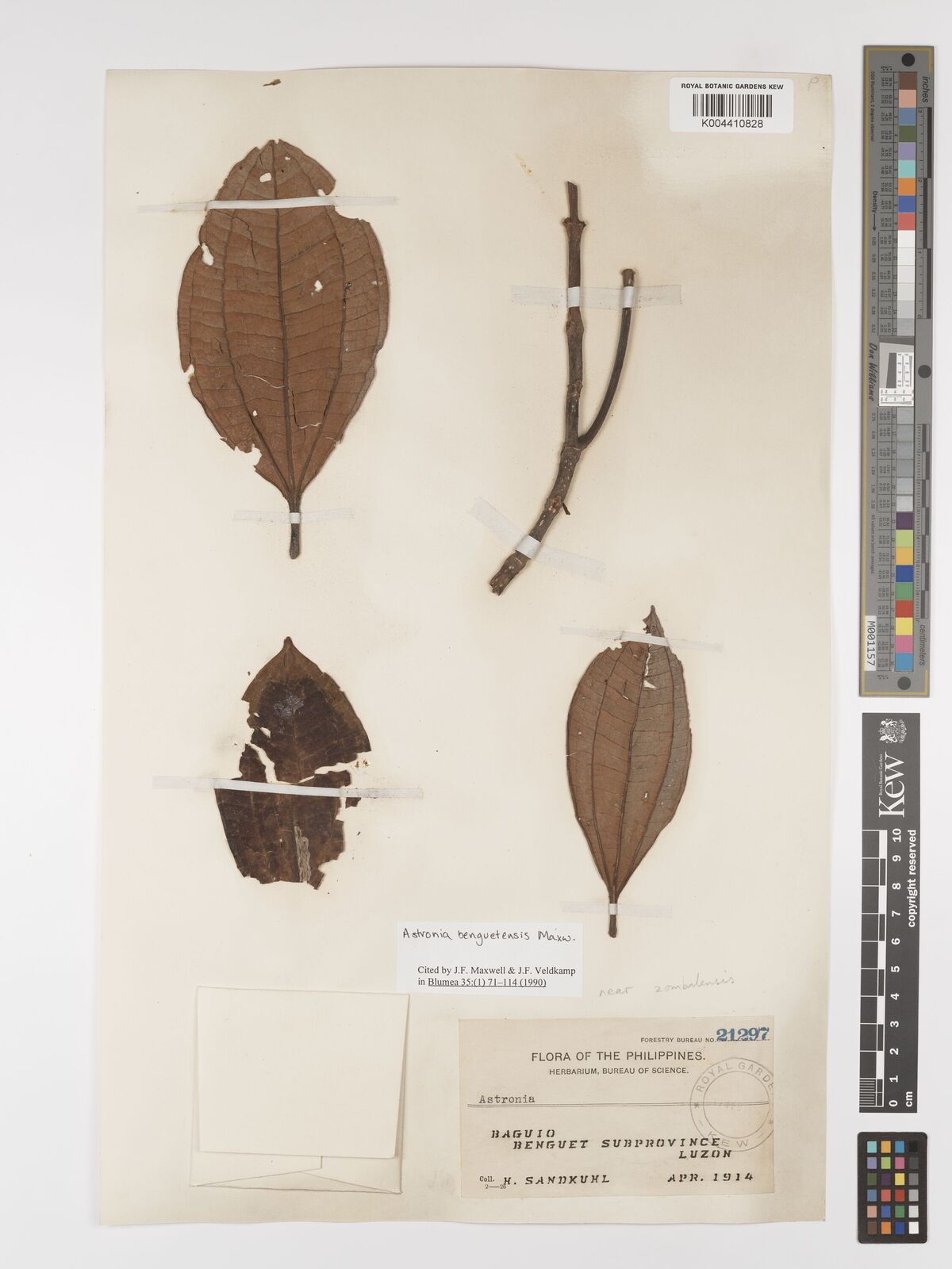 Astronia benguetensis J.F.Maxwell | Plants of the World Online | Kew ...