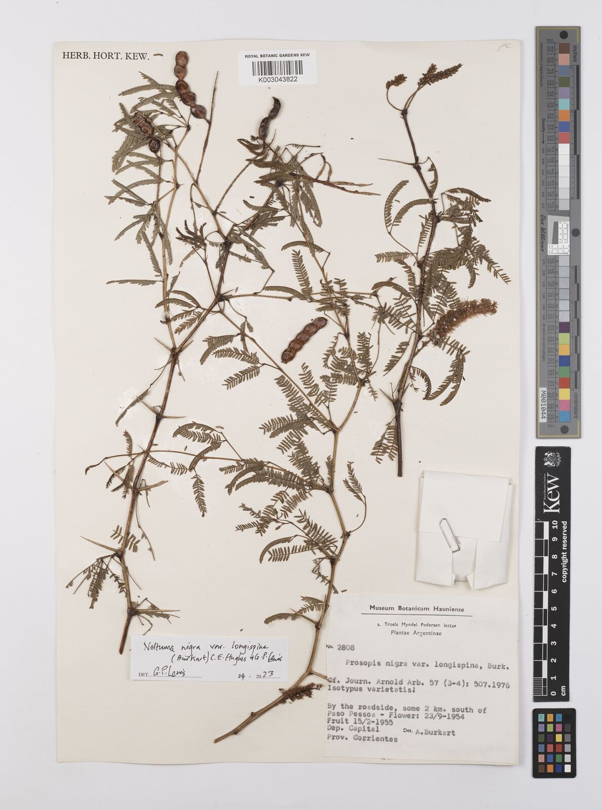 Neltuma nigra var. longispina (Burkart) C.E.Hughes & G.P.Lewis | Plants ...