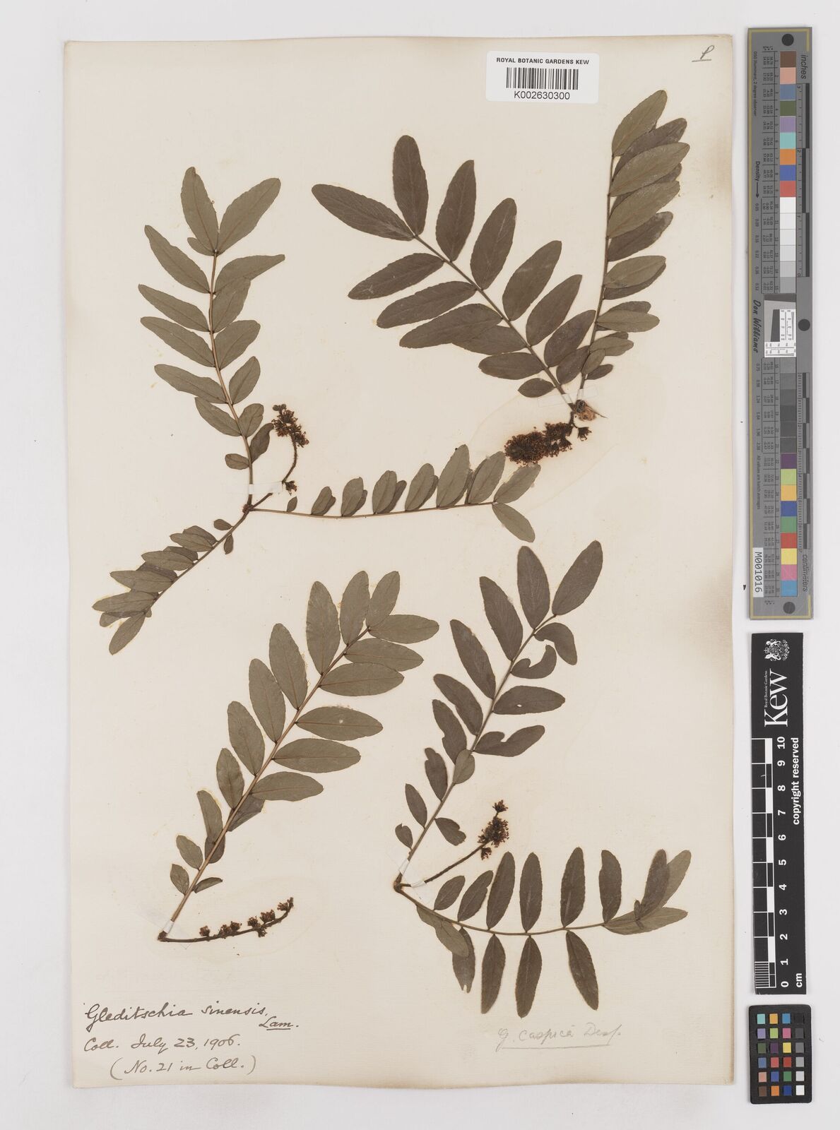 Gleditsia caspica Desf. | Plants of the World Online | Kew Science