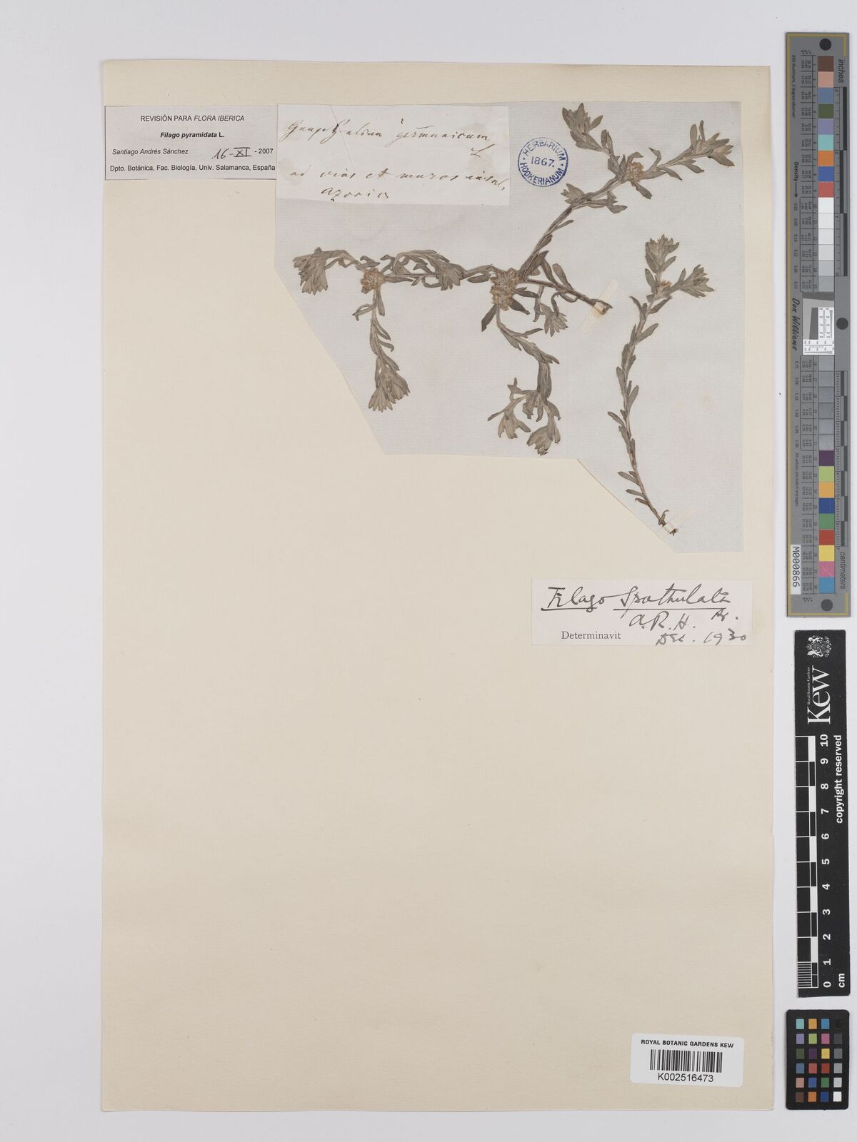 Filago pyramidata L. | Plants of the World Online | Kew Science