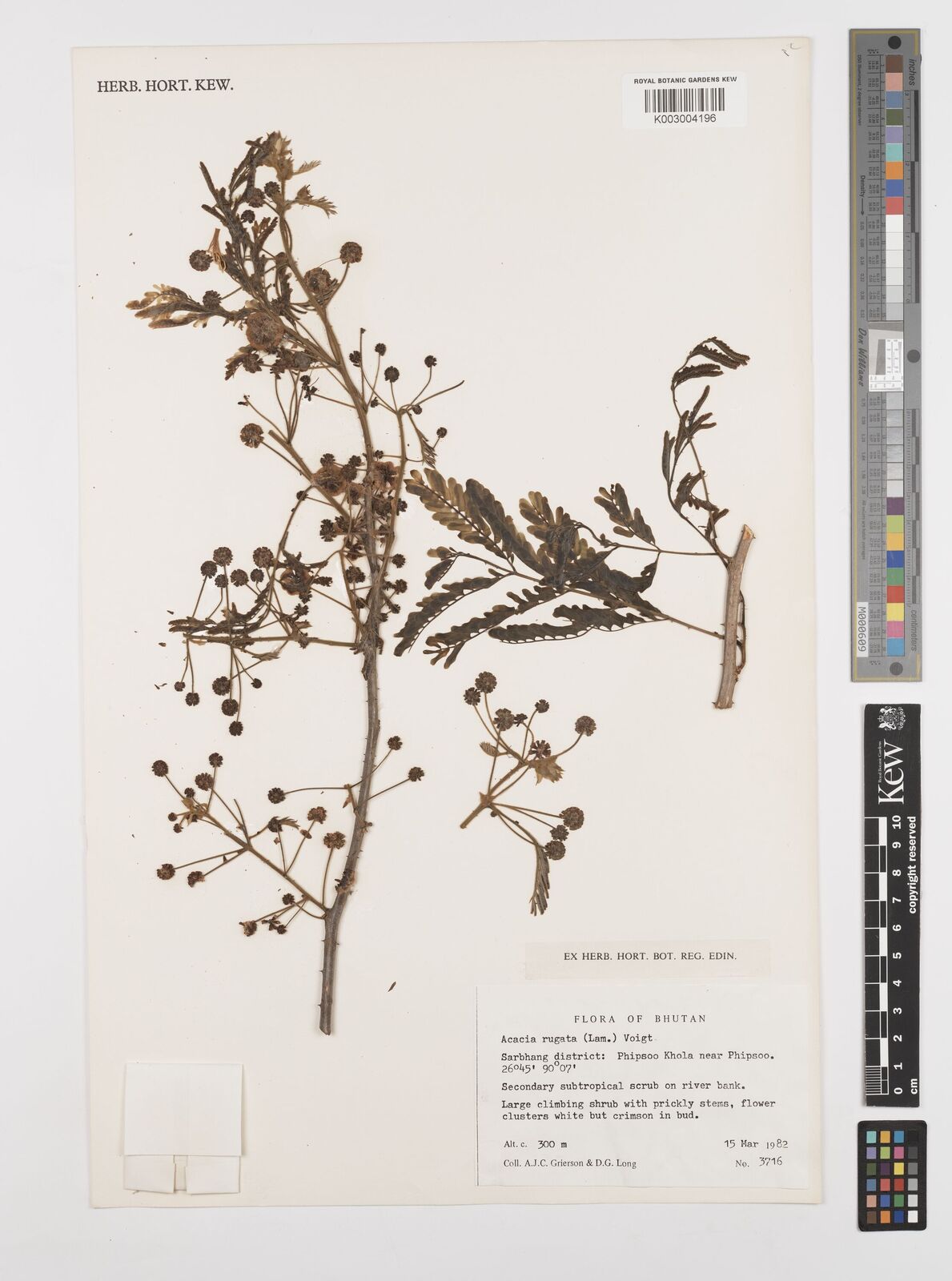 Senegalia rugata (Lam.) Britton & Rose | Plants of the World Online ...