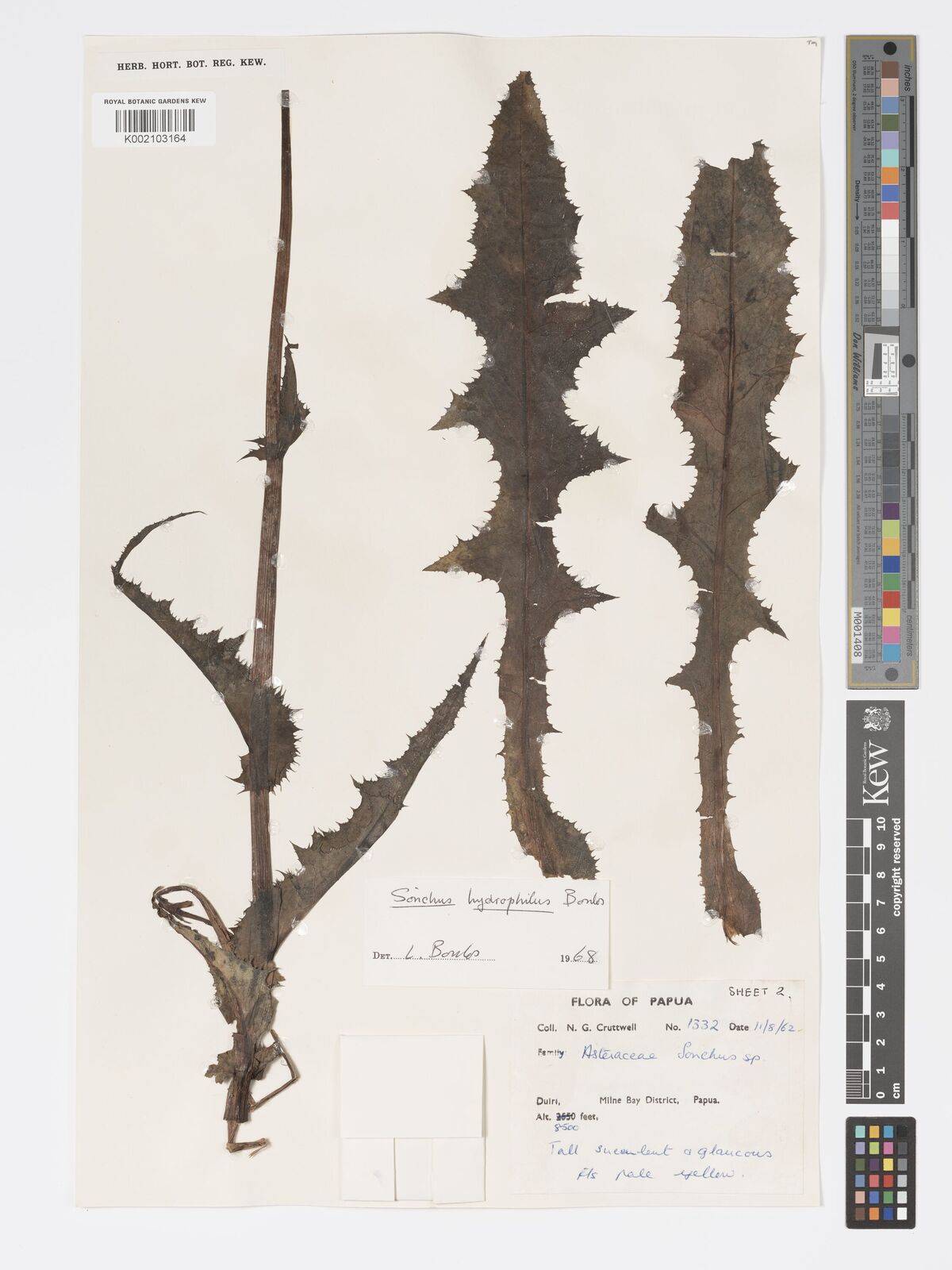 Sonchus hydrophilus Boulos | Plants of the World Online | Kew Science