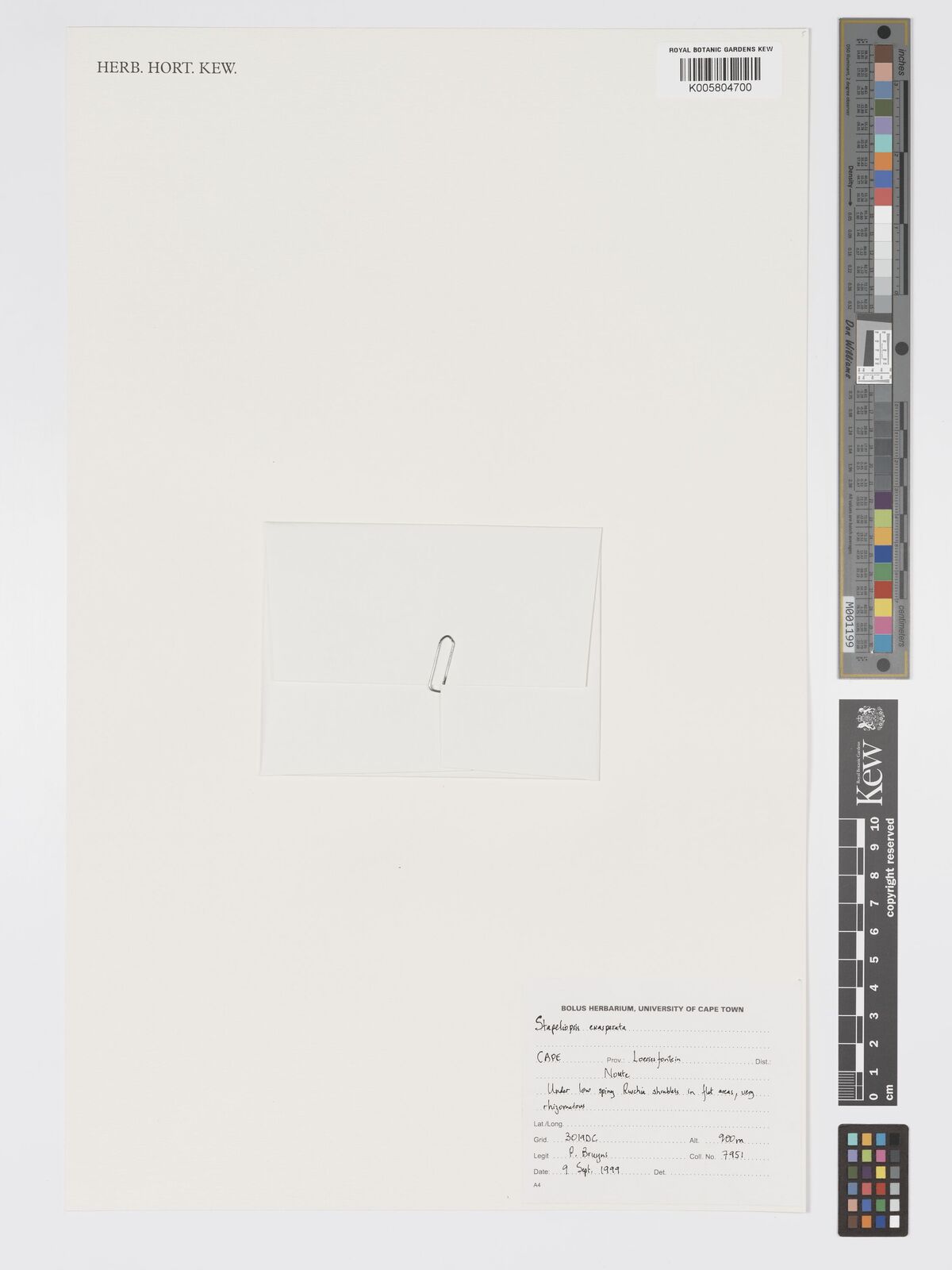 Stapeliopsis exasperata (Bruyns) Bruyns | Plants of the World Online ...