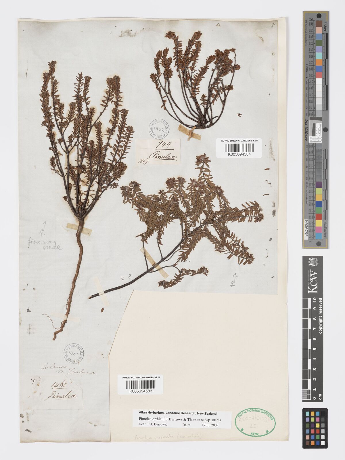 Pimelea orthia C.J.Burrows & Thorsen | Plants of the World Online | Kew ...
