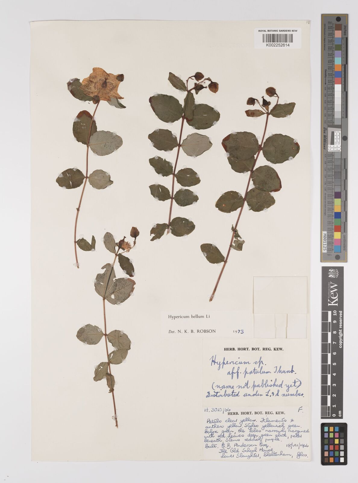 Hypericum bellum H.L.Li | Plants of the World Online | Kew Science