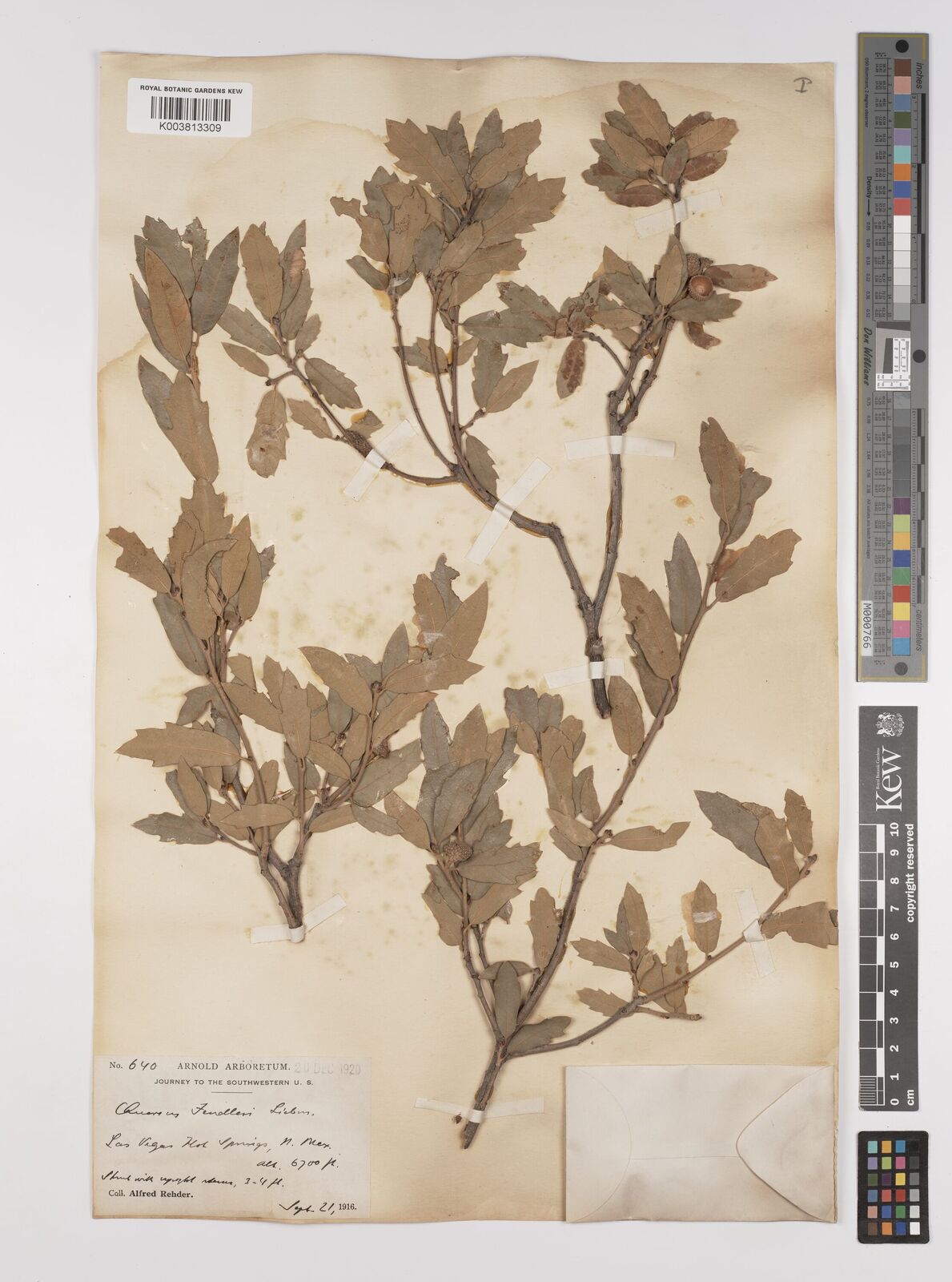 Quercus pubescens subsp. pubescens | Plants of the World Online | Kew ...